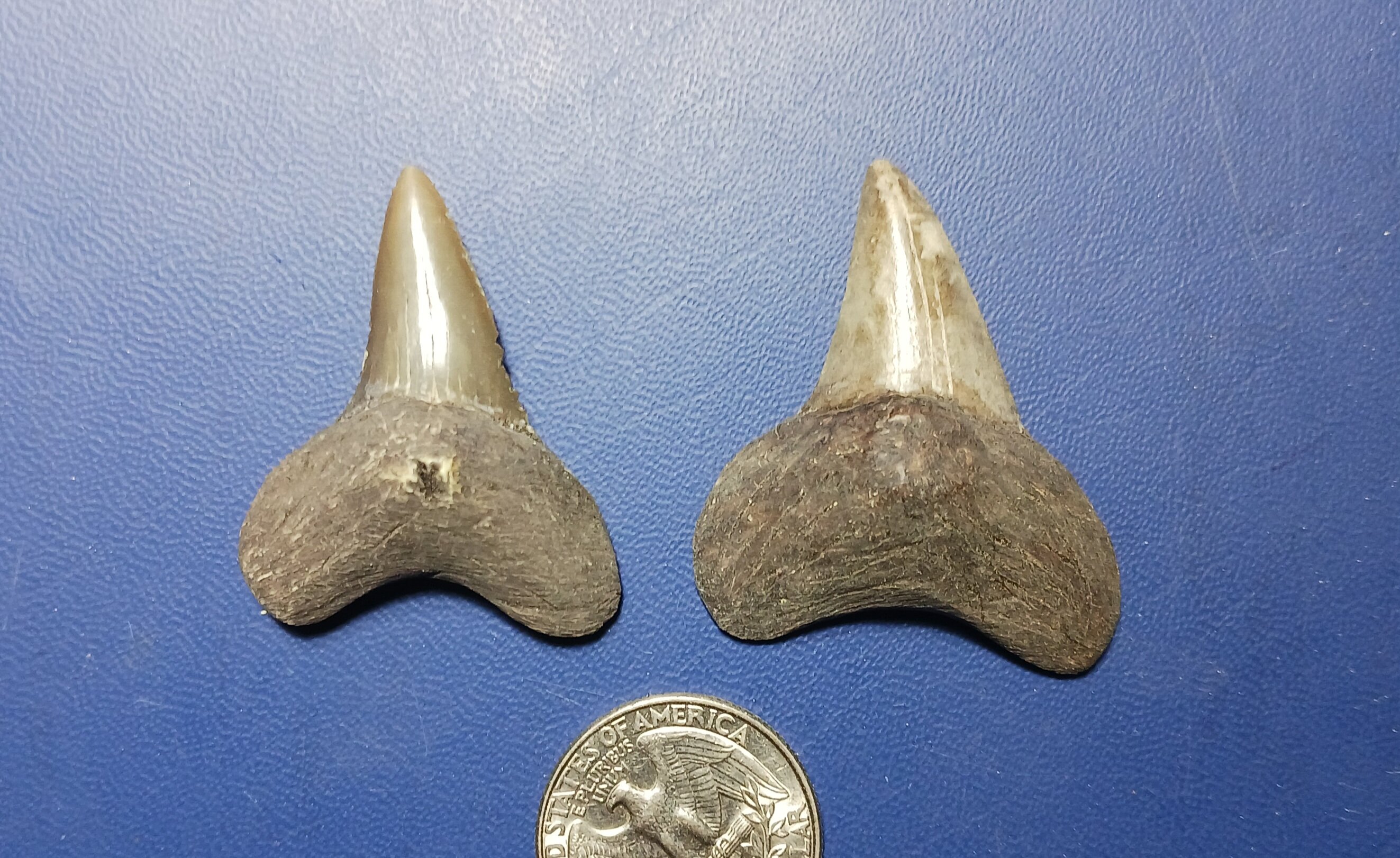 Restoring Cretaceous Period Cretoxyrhina shark teeth - Fossil ...