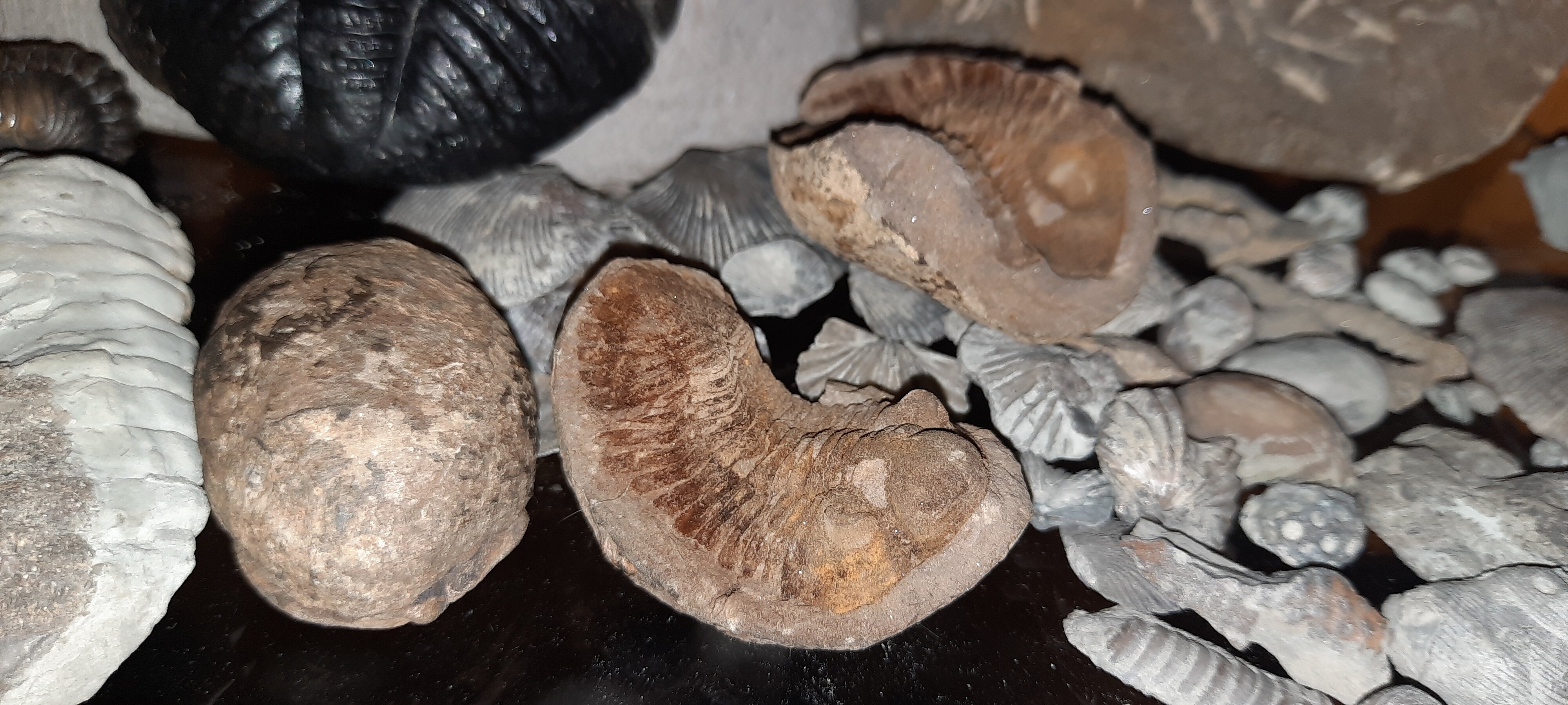 So I haven't posted for awhile! - Fossil Hunting Trips - The Fossil Forum