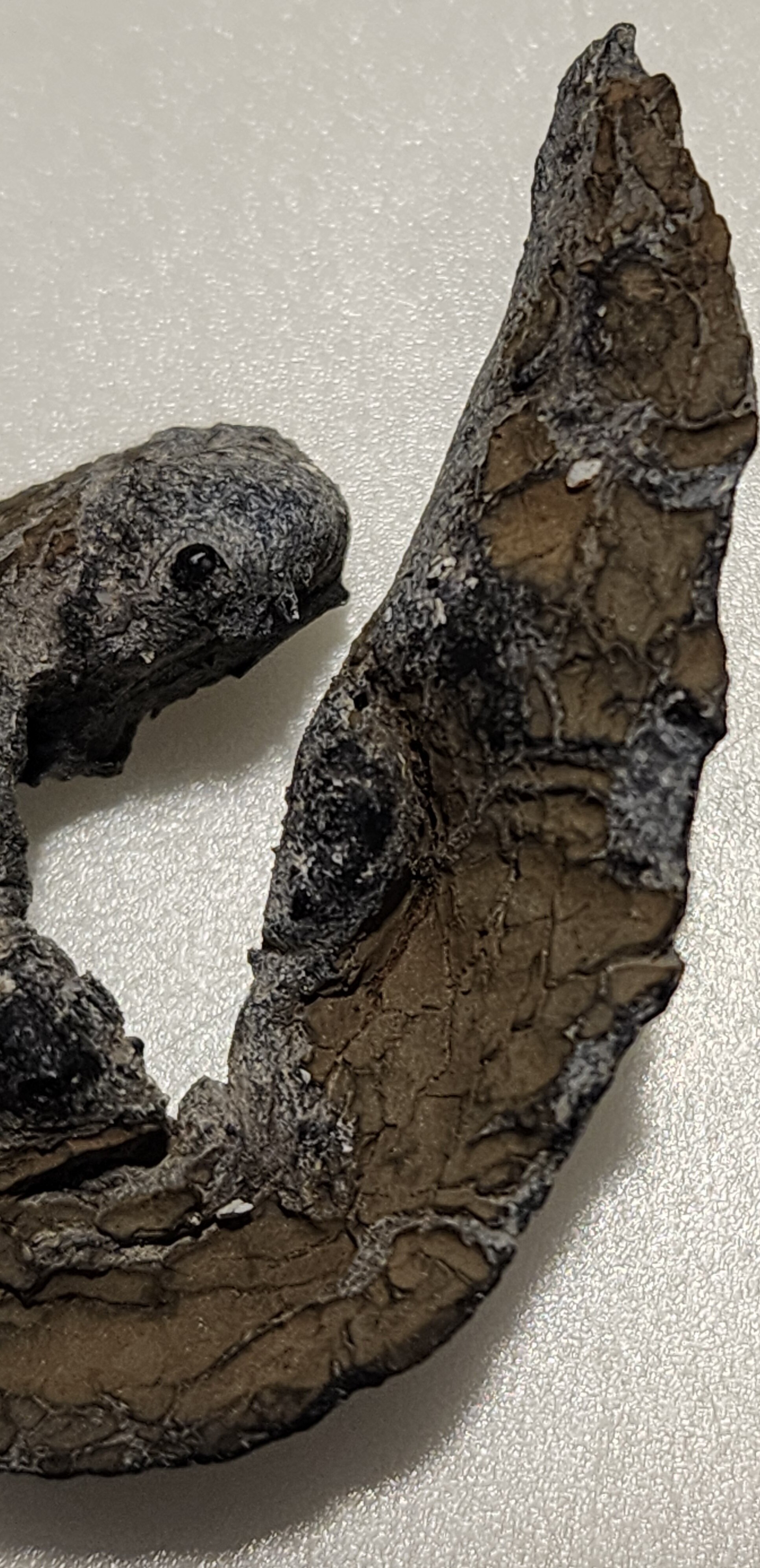 COPROLITE? - Fossil ID - The Fossil Forum