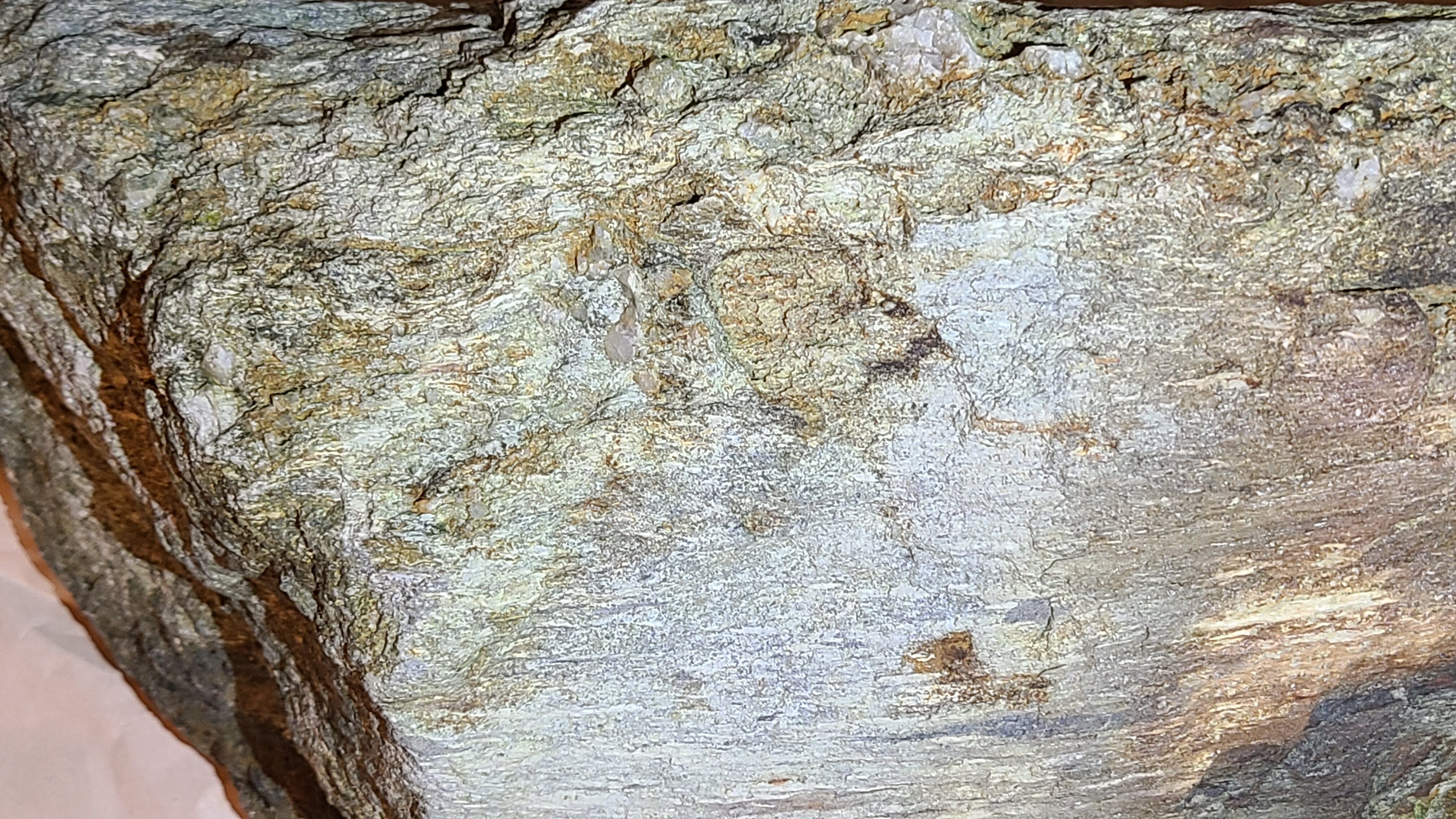 Possible Petrified Wood, Washington State - Fossil ID - The Fossil Forum