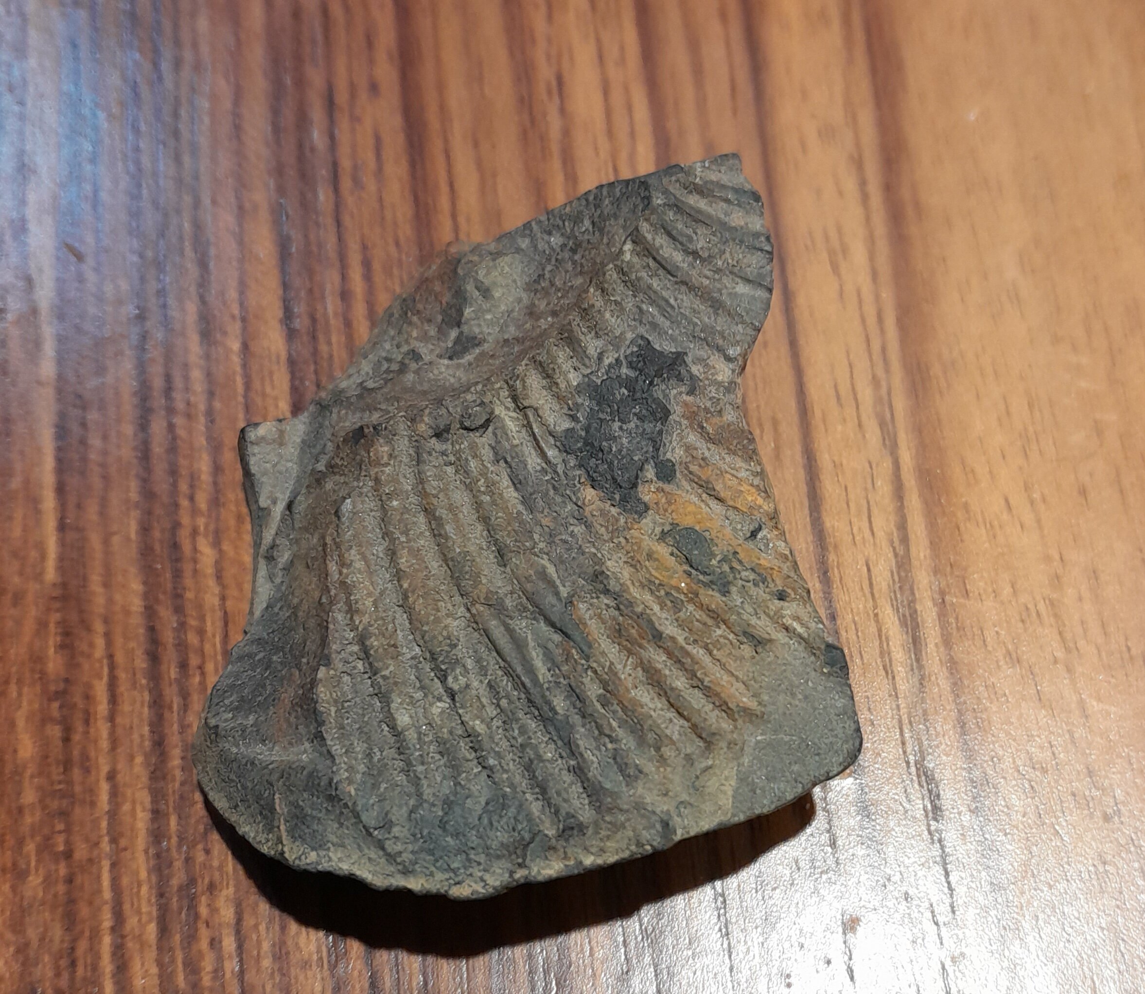 Whether true ammonite or not - Is It Real? How to Recognize Fossil ...