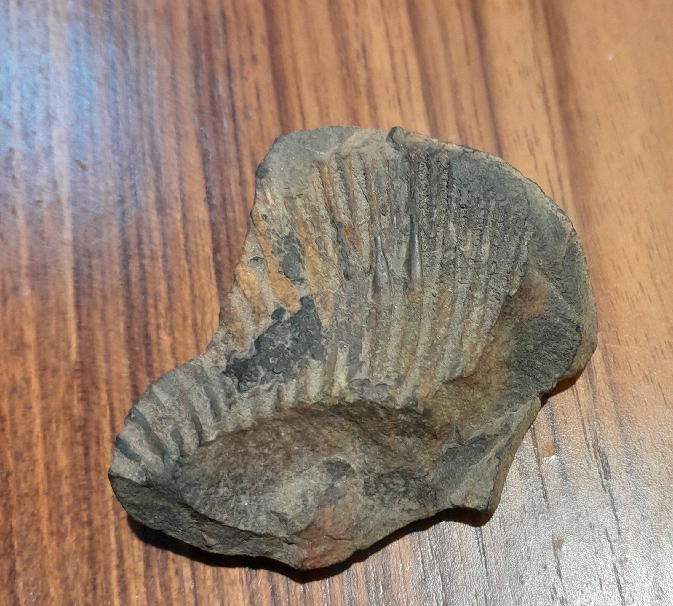 Whether true ammonite or not - Is It Real? How to Recognize Fossil ...
