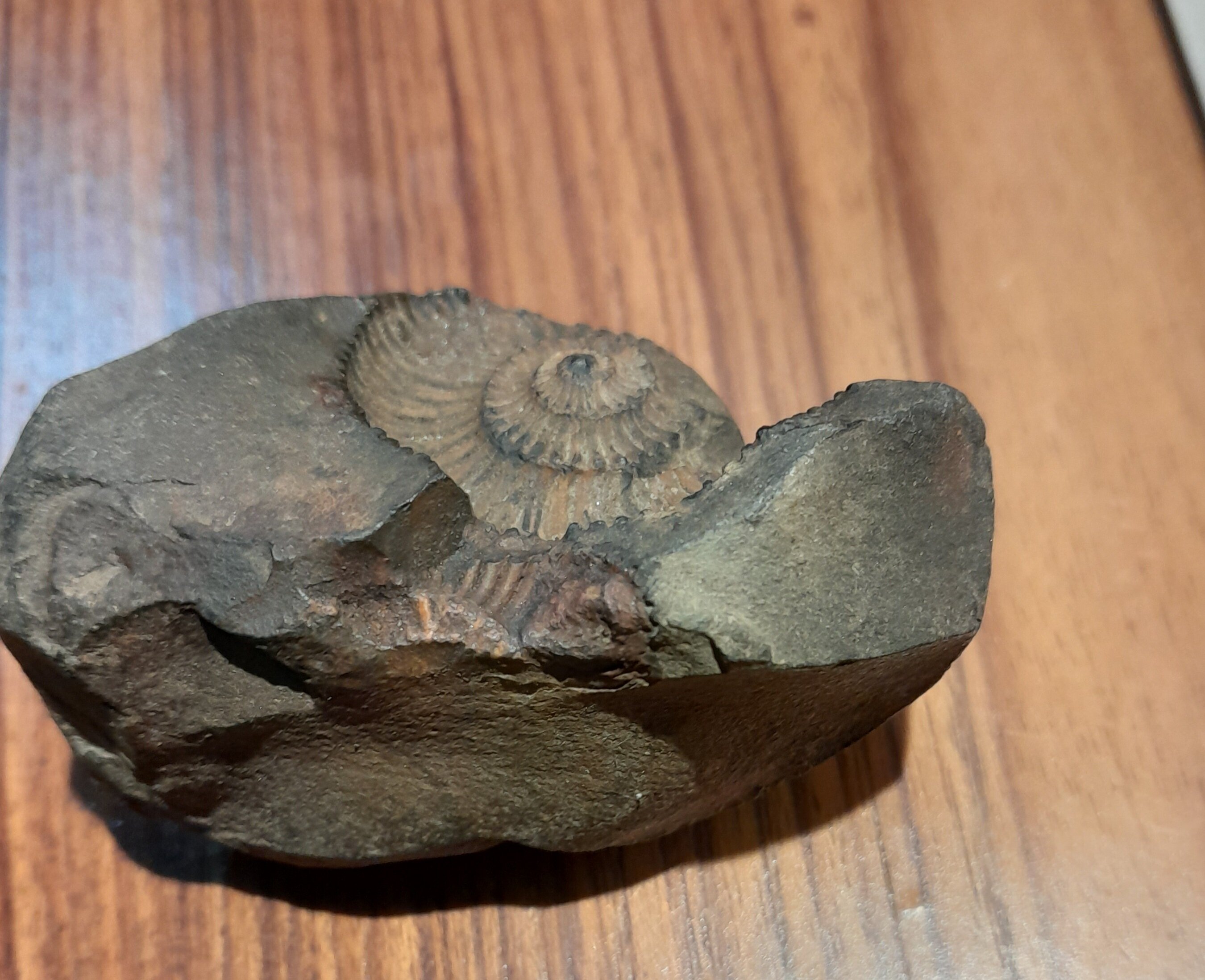 Whether true ammonite or not - Is It Real? How to Recognize Fossil ...