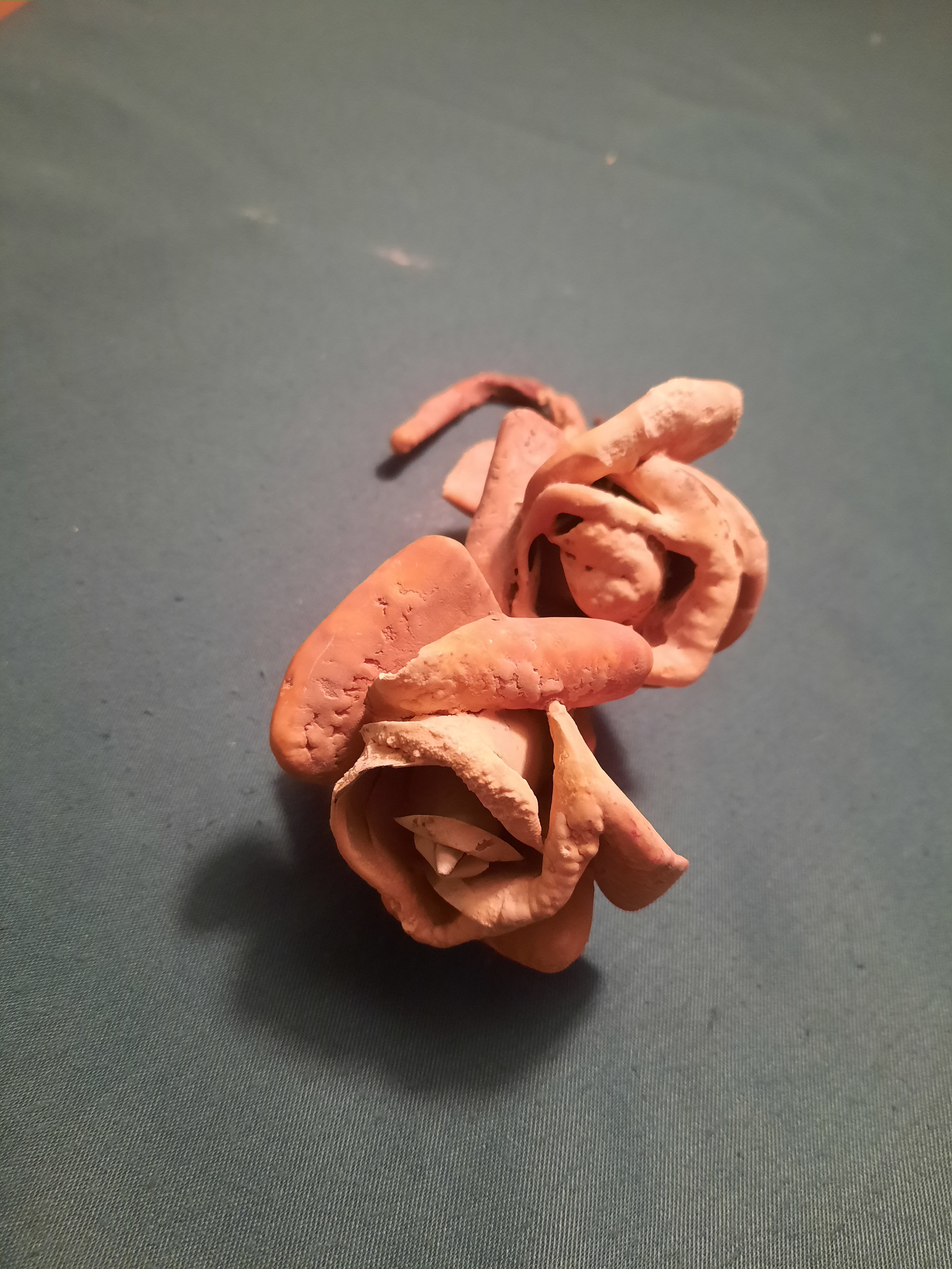 Petrified Wood Piece With A Real Marijuana Leaf Fossilized - Is It Real ...