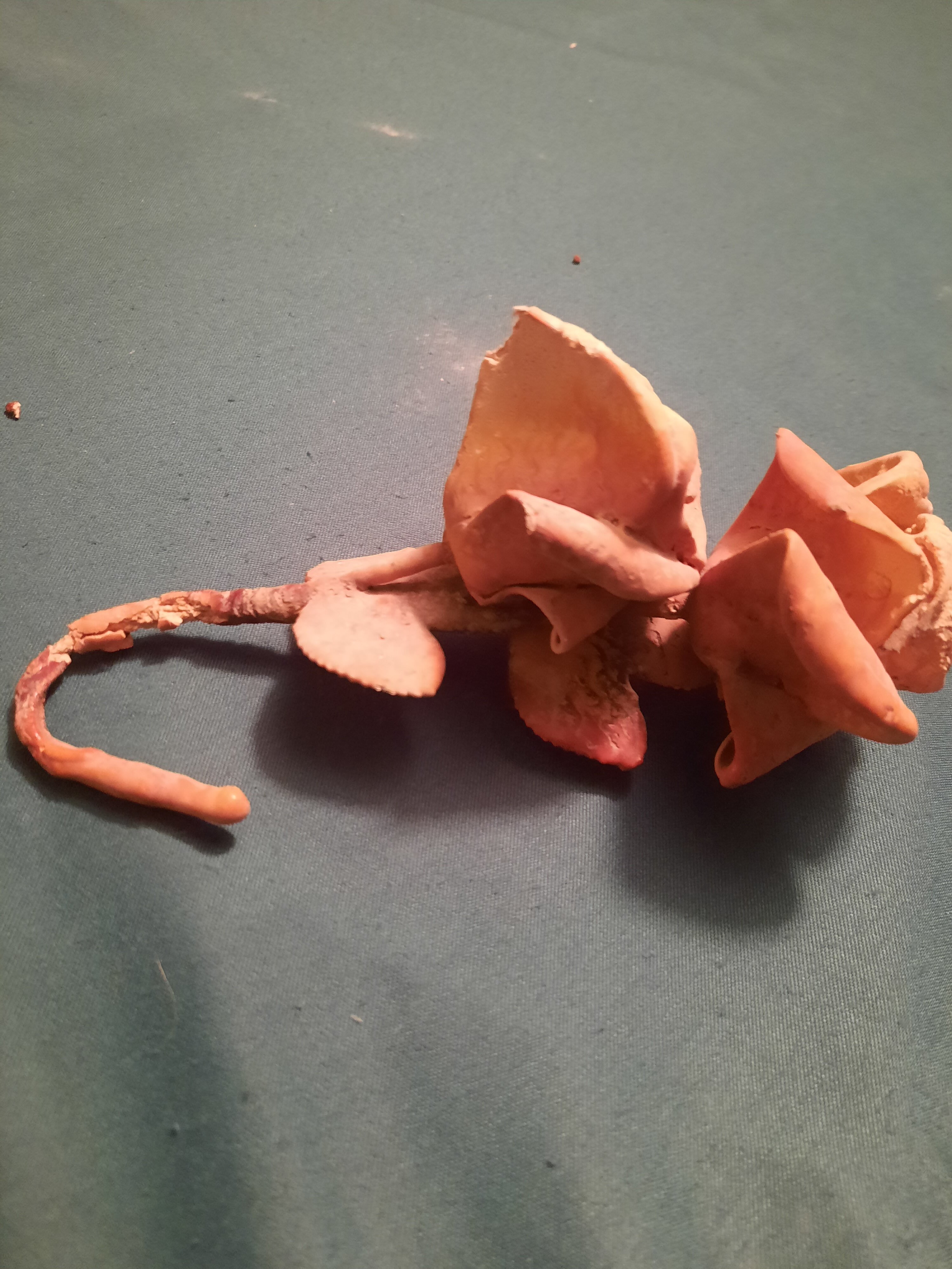 Petrified Wood Piece With A Real Marijuana Leaf Fossilized - Is It Real ...