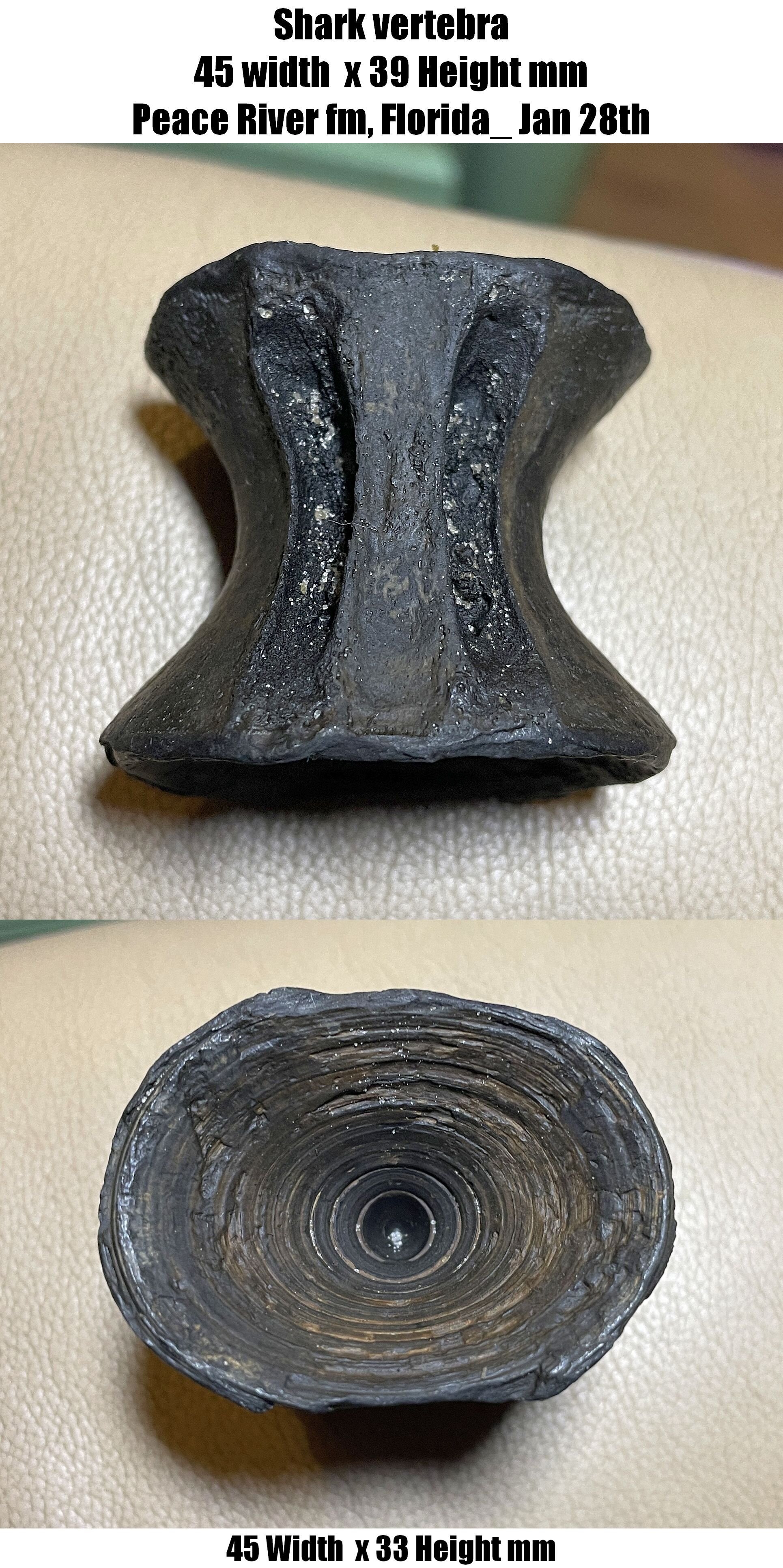 A fun day in deep water - Fossil ID - The Fossil Forum