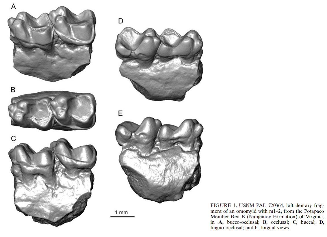 Show your primate fossils - Member Collections - The Fossil Forum