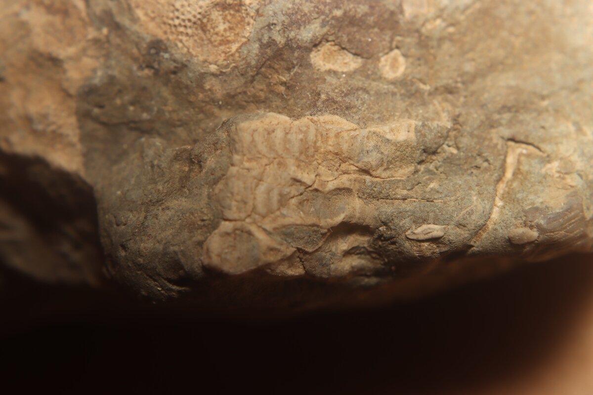 Lots of fossils from Mortimer Forest, Shropshire, UK (Silurian; Wenlock ...
