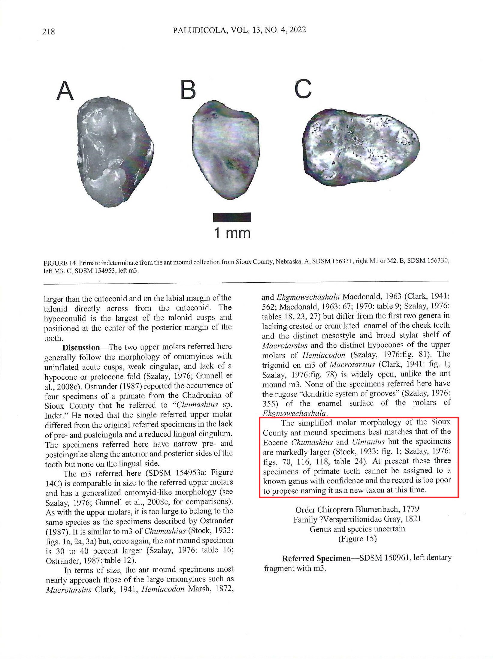 Show your primate fossils - Member Collections - The Fossil Forum