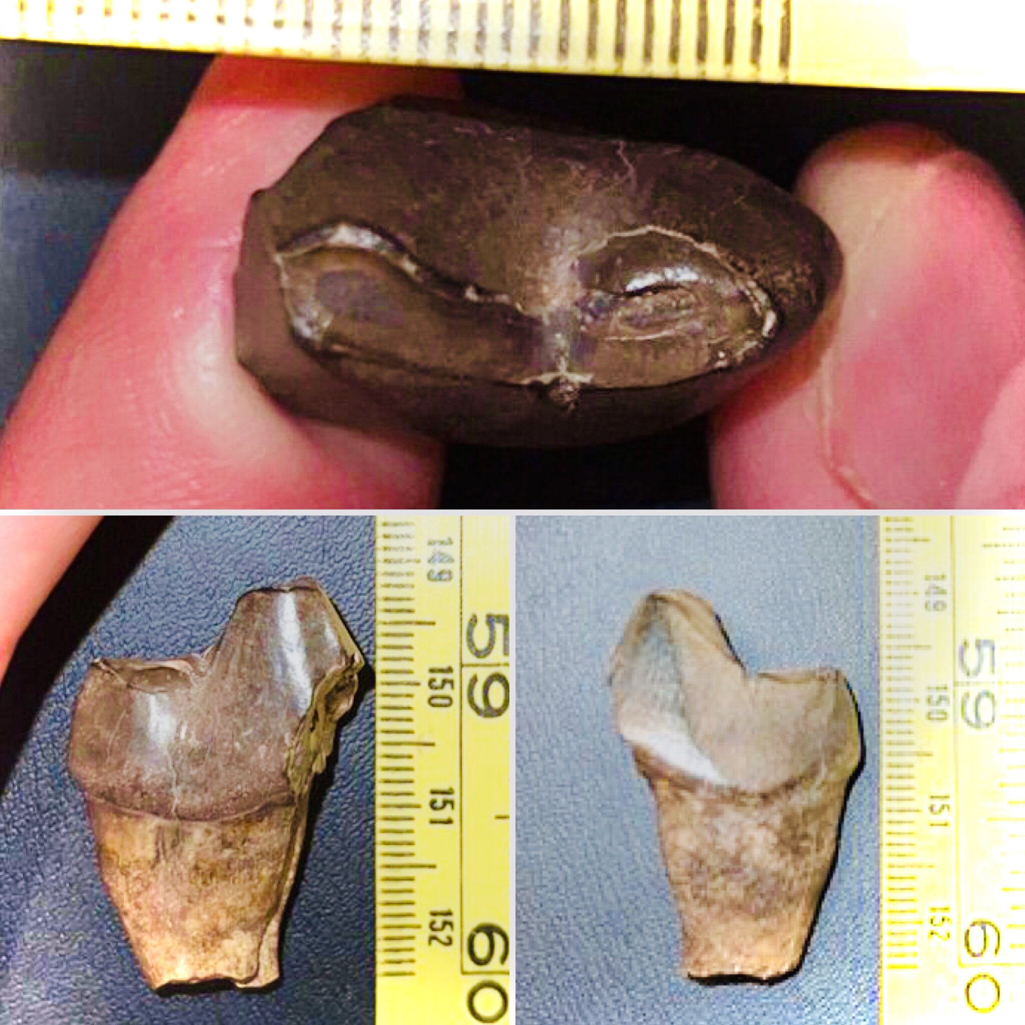 Dire wolf tooth? Found in FL - Fossil ID - The Fossil Forum