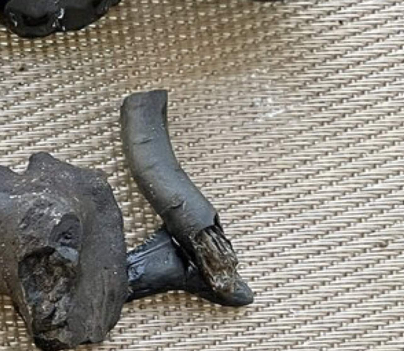 A fun day in deep water - Fossil ID - The Fossil Forum