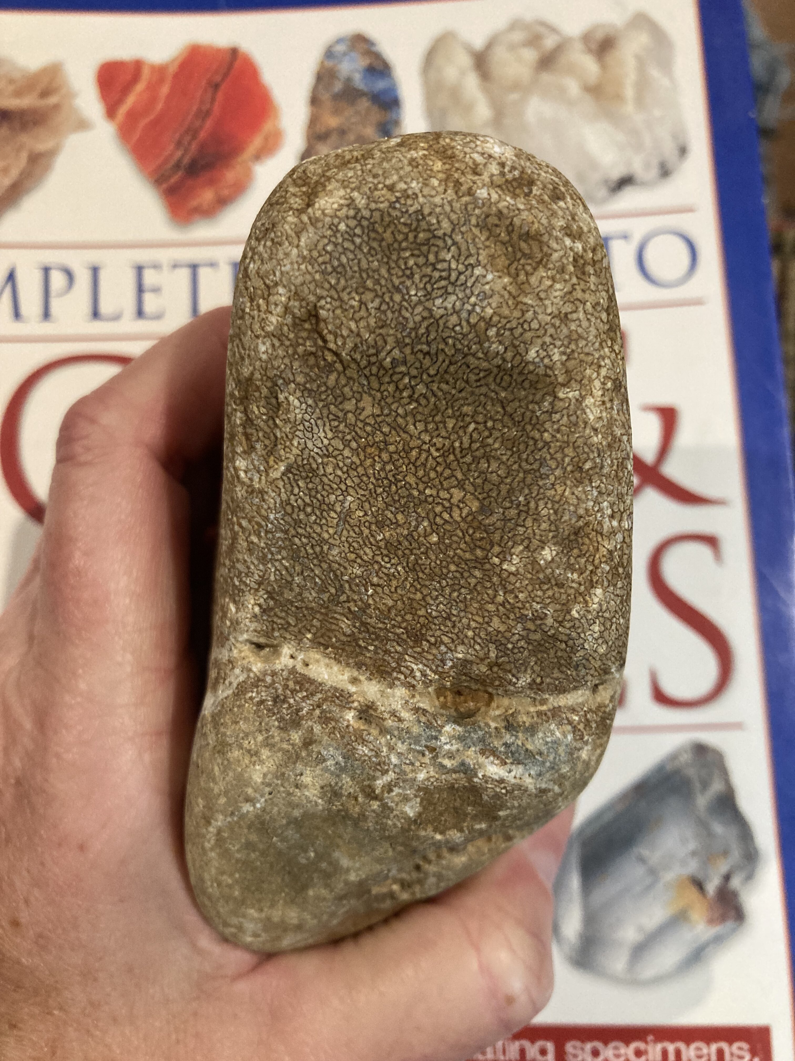 Another fossilized bone fragment? - Fossil ID - The Fossil Forum