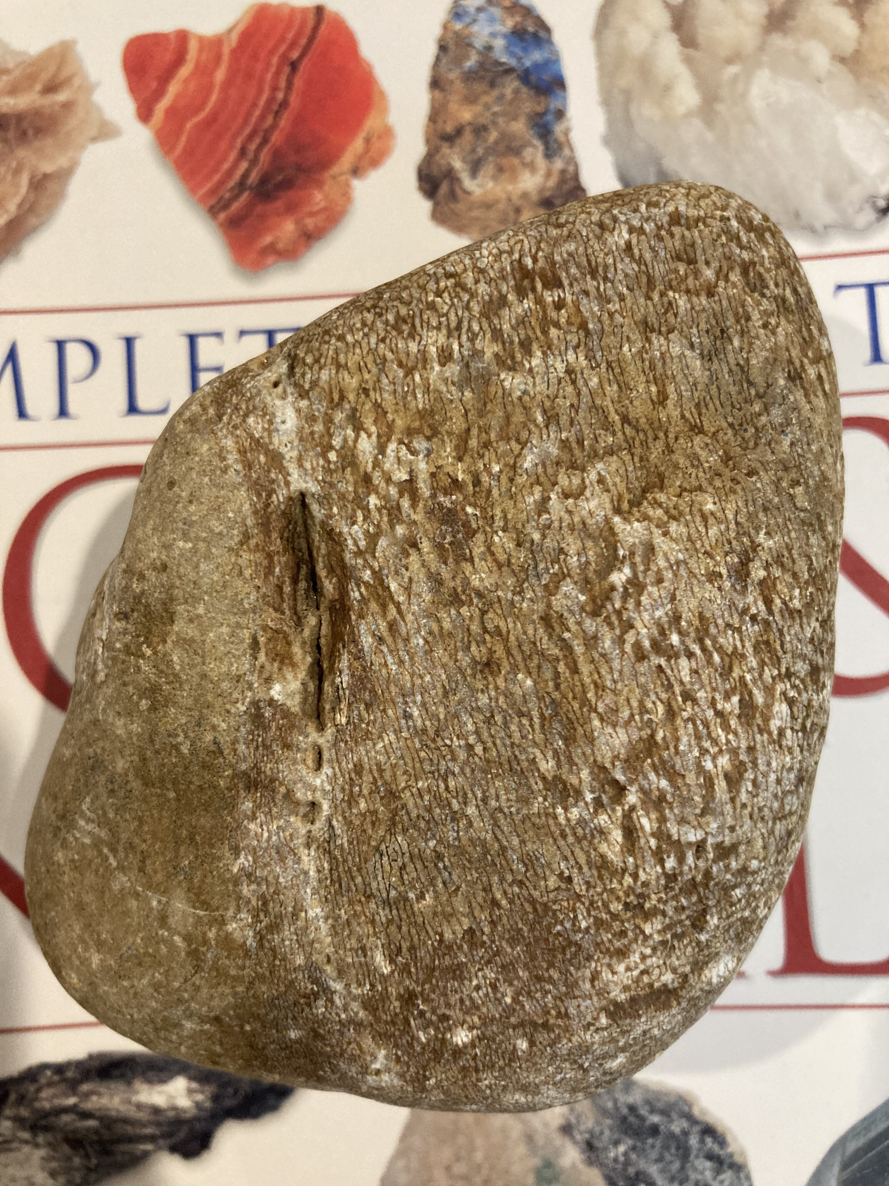 Another fossilized bone fragment? - Fossil ID - The Fossil Forum