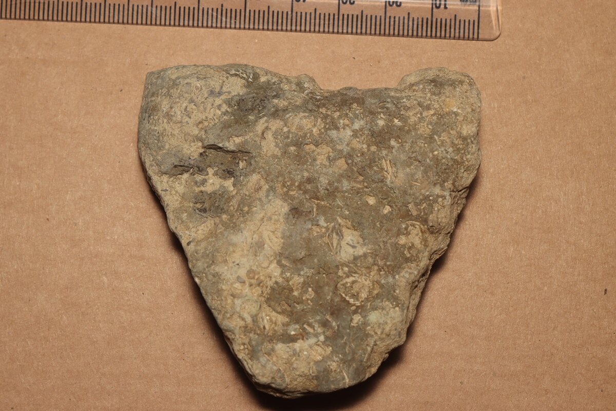 Lots of fossils from Mortimer Forest, Shropshire, UK (Silurian; Wenlock ...