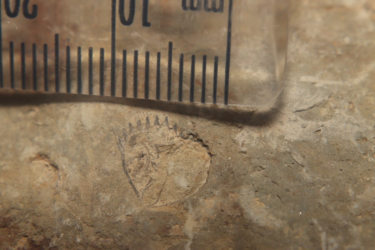 Lots of fossils from Mortimer Forest, Shropshire, UK (Silurian; Wenlock ...