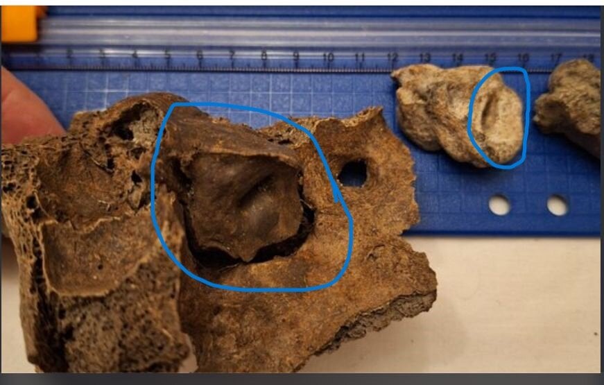 Fossil teeth ID - Fossil ID - The Fossil Forum