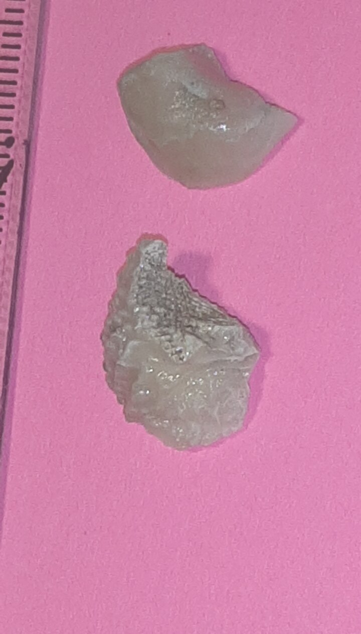 pelecypod ID - Fossil ID - The Fossil Forum