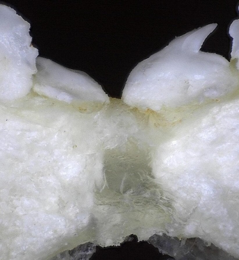 Extant Echinorhinus cookei jaw with symphyseal/parasymphyseal teeth ...