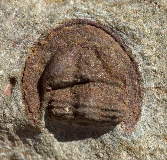 Show us your Harpetid trilobites - Member Collections - The Fossil Forum