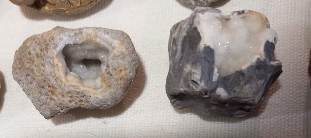 Long Beach Island New Jersey fossils - Fossil Hunting Trips - The ...