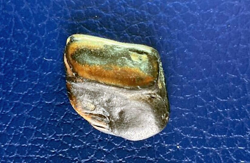 Florida Beach Find - Fossil ID - The Fossil Forum