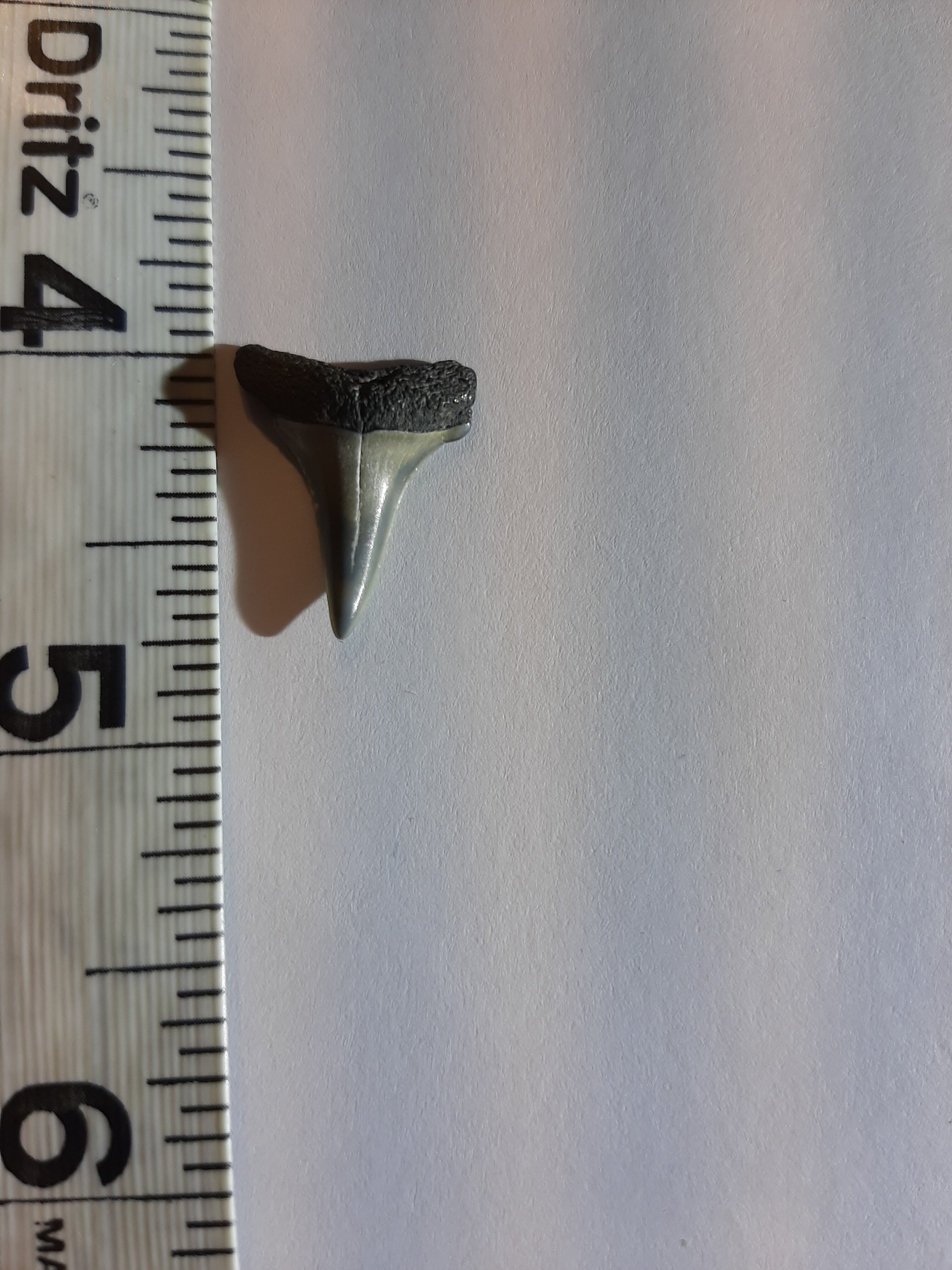 Is this a Carcharodon Hastalis? - Fossil ID - The Fossil Forum