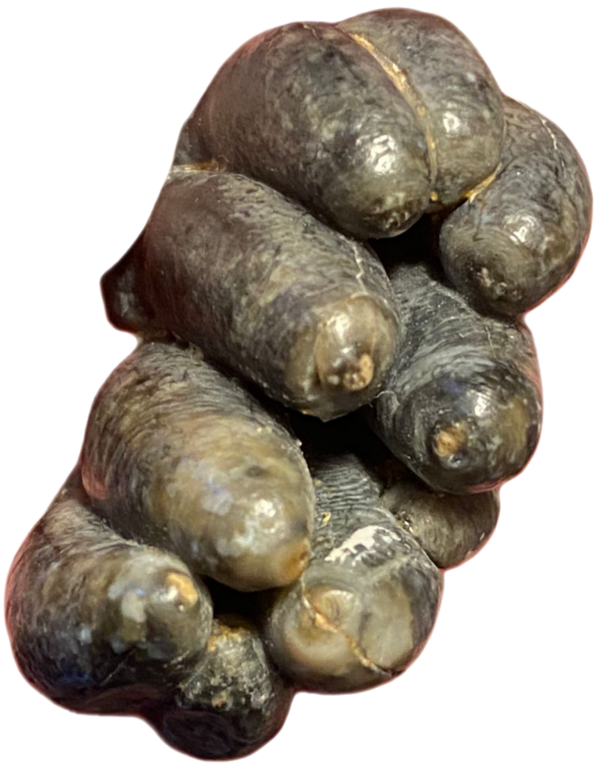 Show us your Desmostylus fossils - Member Collections - The Fossil Forum