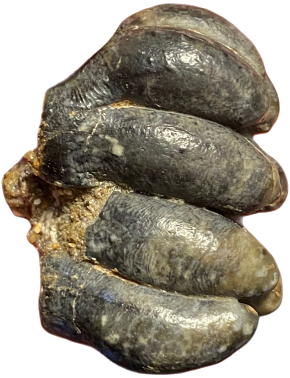 Show us your Desmostylus fossils - Member Collections - The Fossil Forum