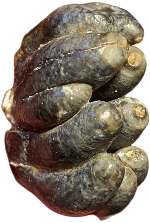 Show us your Desmostylus fossils - Member Collections - The Fossil Forum