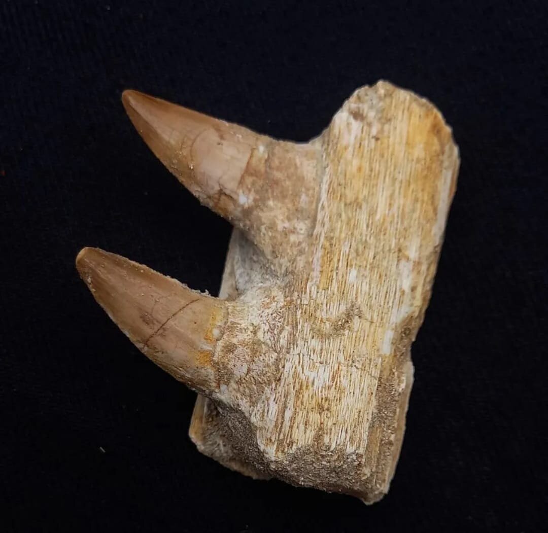 Moroccan mosasaur - Fossil ID - The Fossil Forum