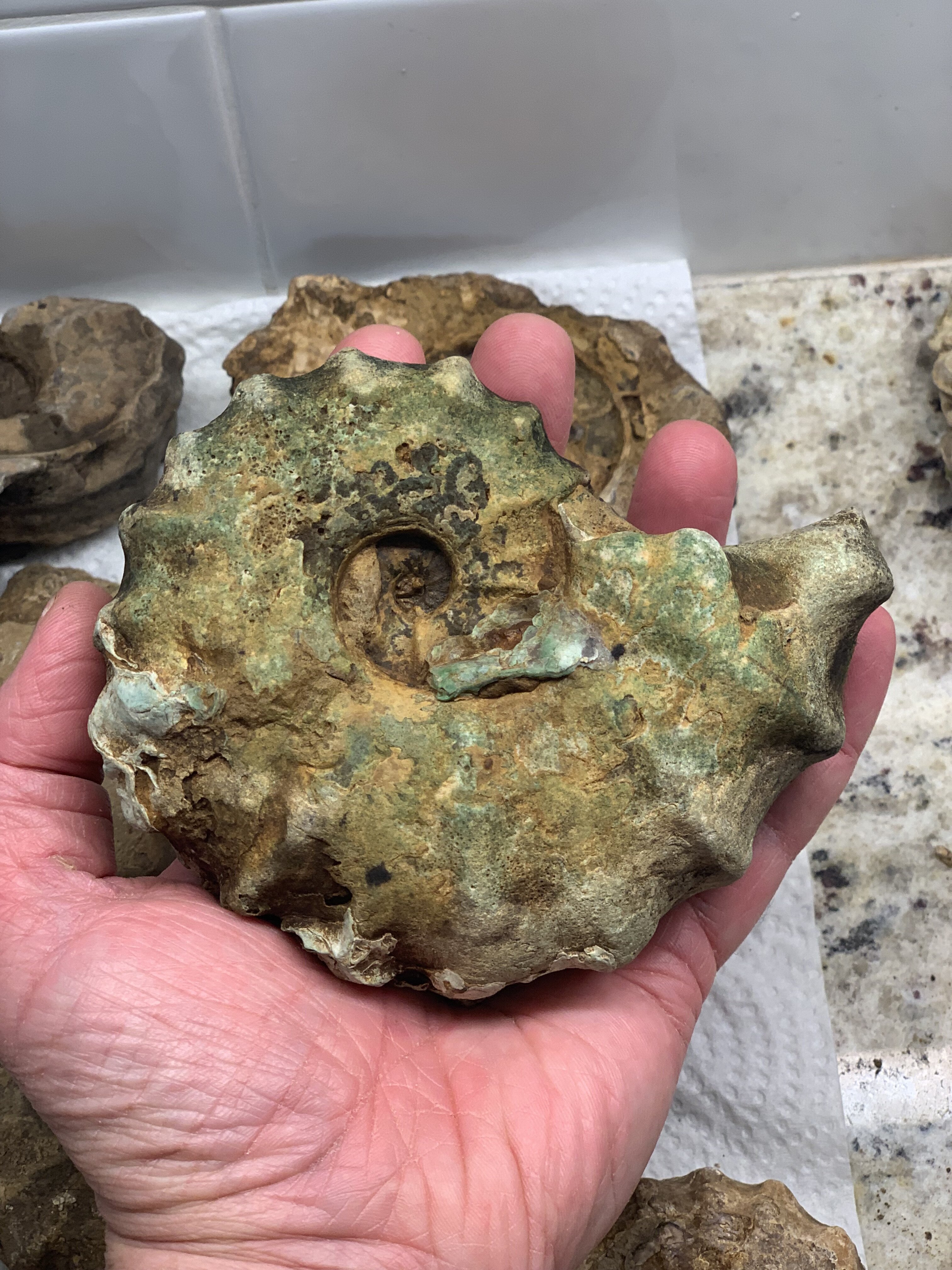 Best ammonite hunt of the year- 12/30/23 - Fossil Hunting Trips - The ...