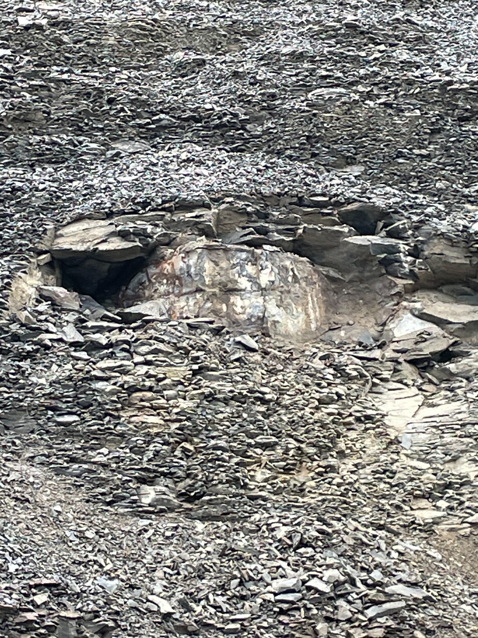 Leaves and Triassic Fish - Fossil Hunting Trips - The Fossil Forum