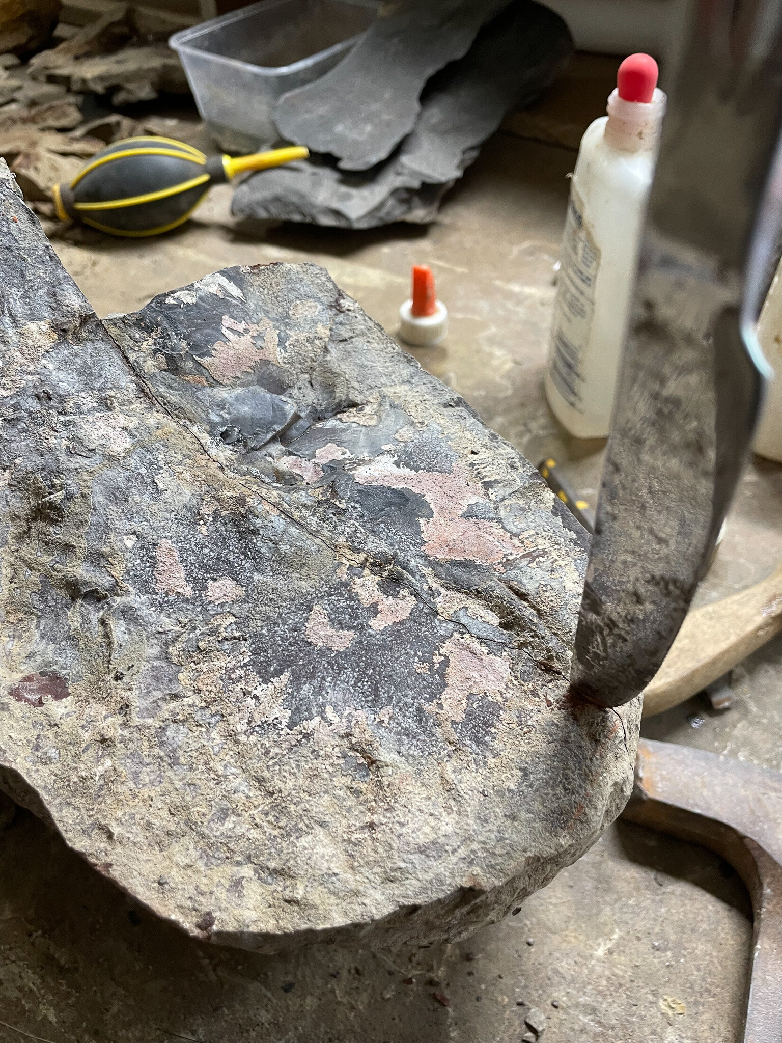 Leaves and Triassic Fish - Fossil Hunting Trips - The Fossil Forum
