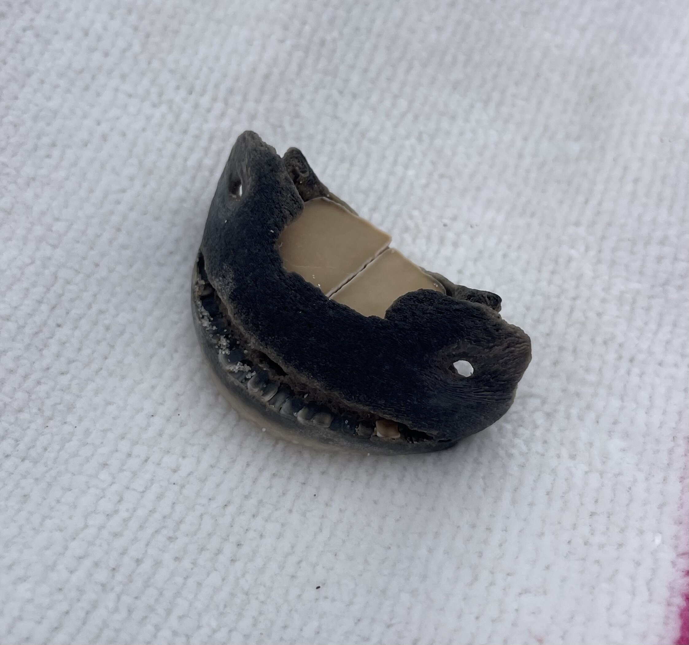 Fossilised Fish skull upper palate - Fossil ID - The Fossil Forum