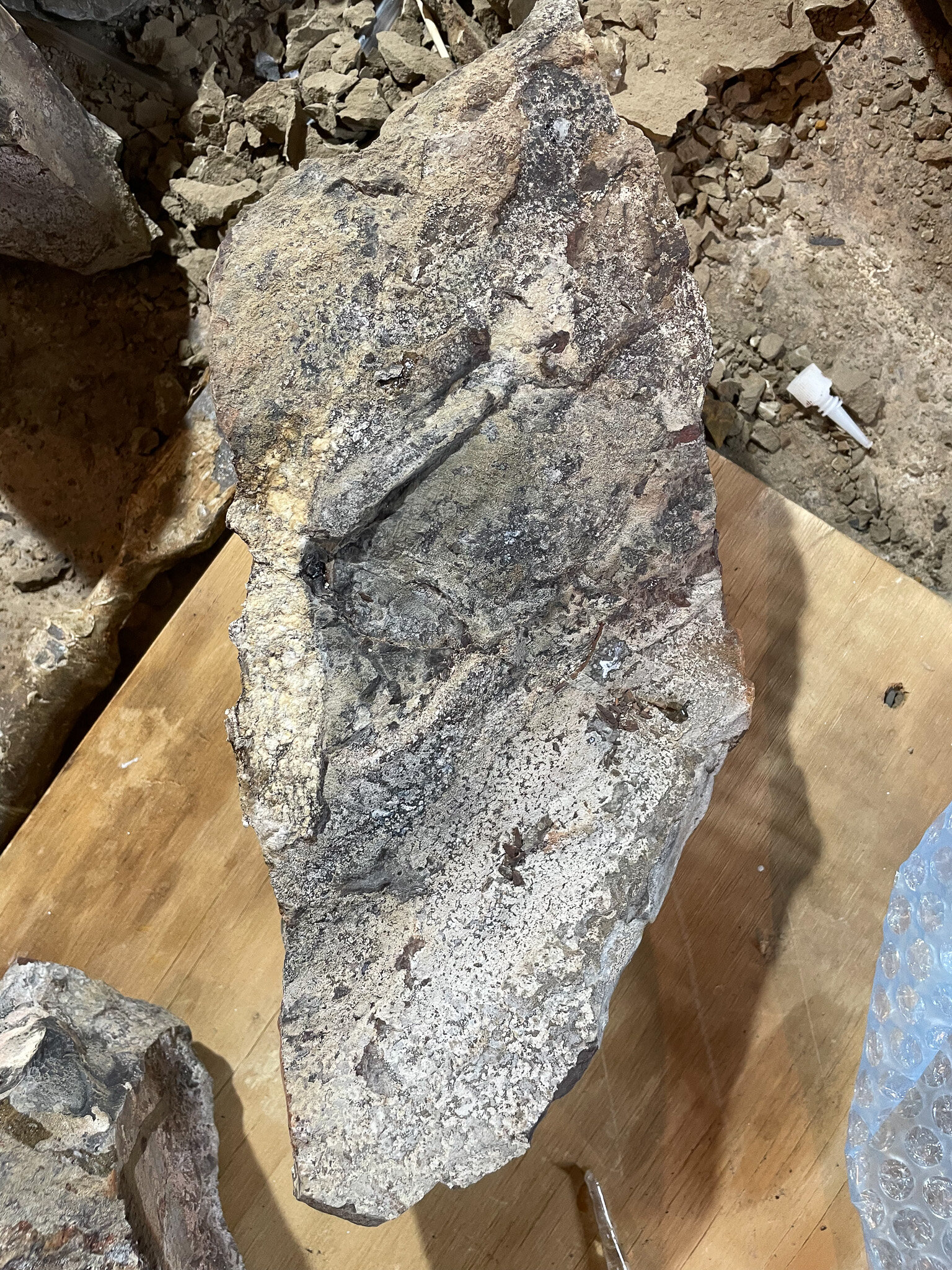 Leaves and Triassic Fish - Fossil Hunting Trips - The Fossil Forum