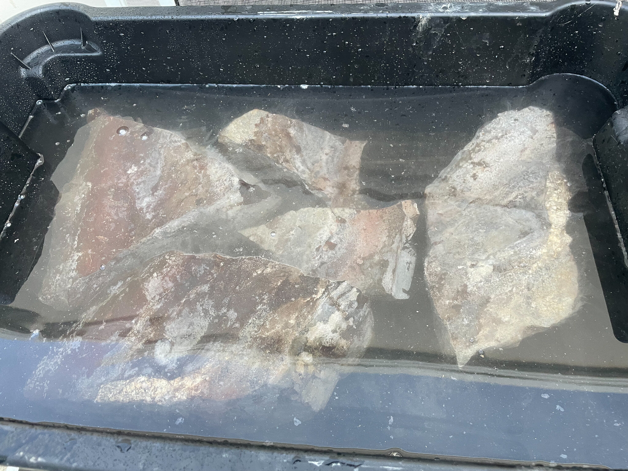 Leaves and Triassic Fish - Fossil Hunting Trips - The Fossil Forum
