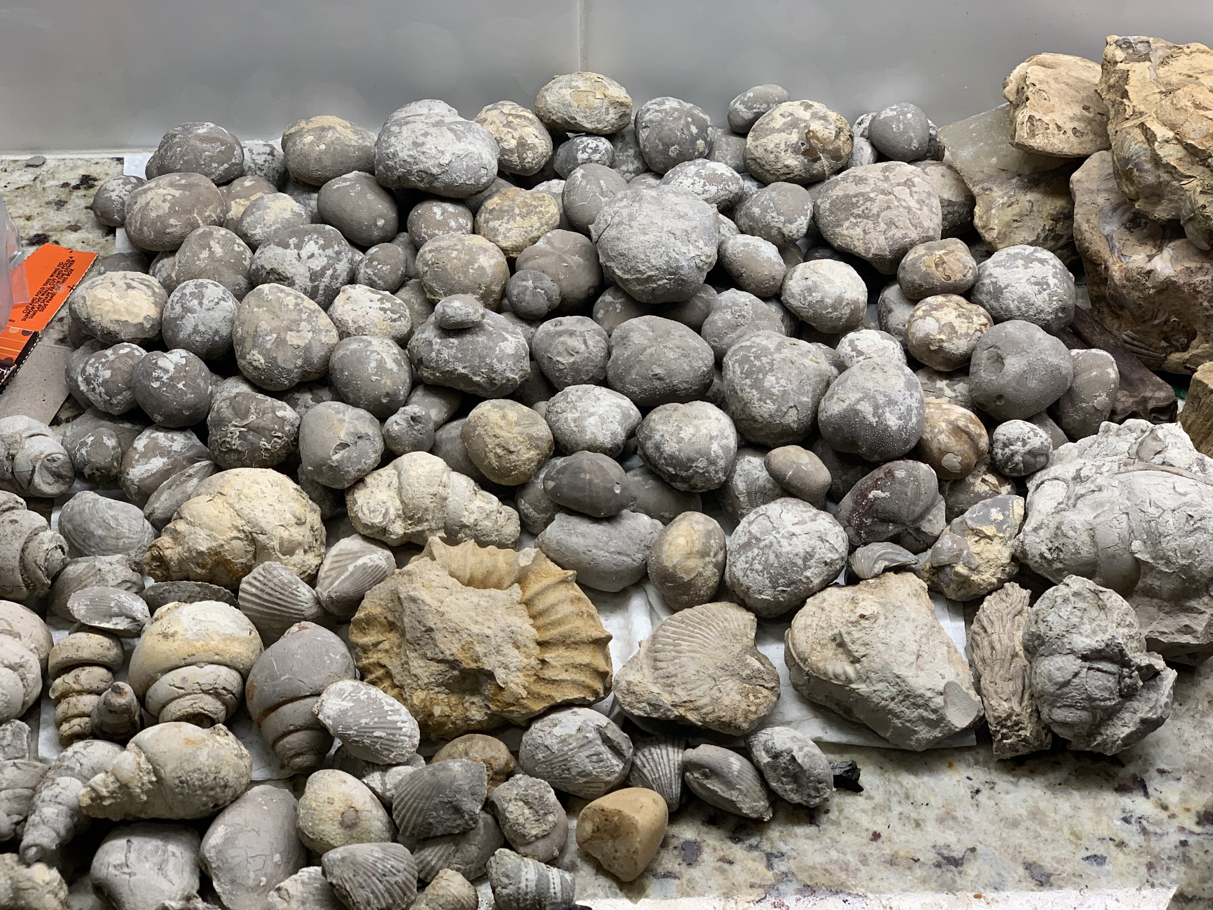 Kiamichi/Goodland (?) echinoids,oxytropidoceras&gastropods - Fossil ...