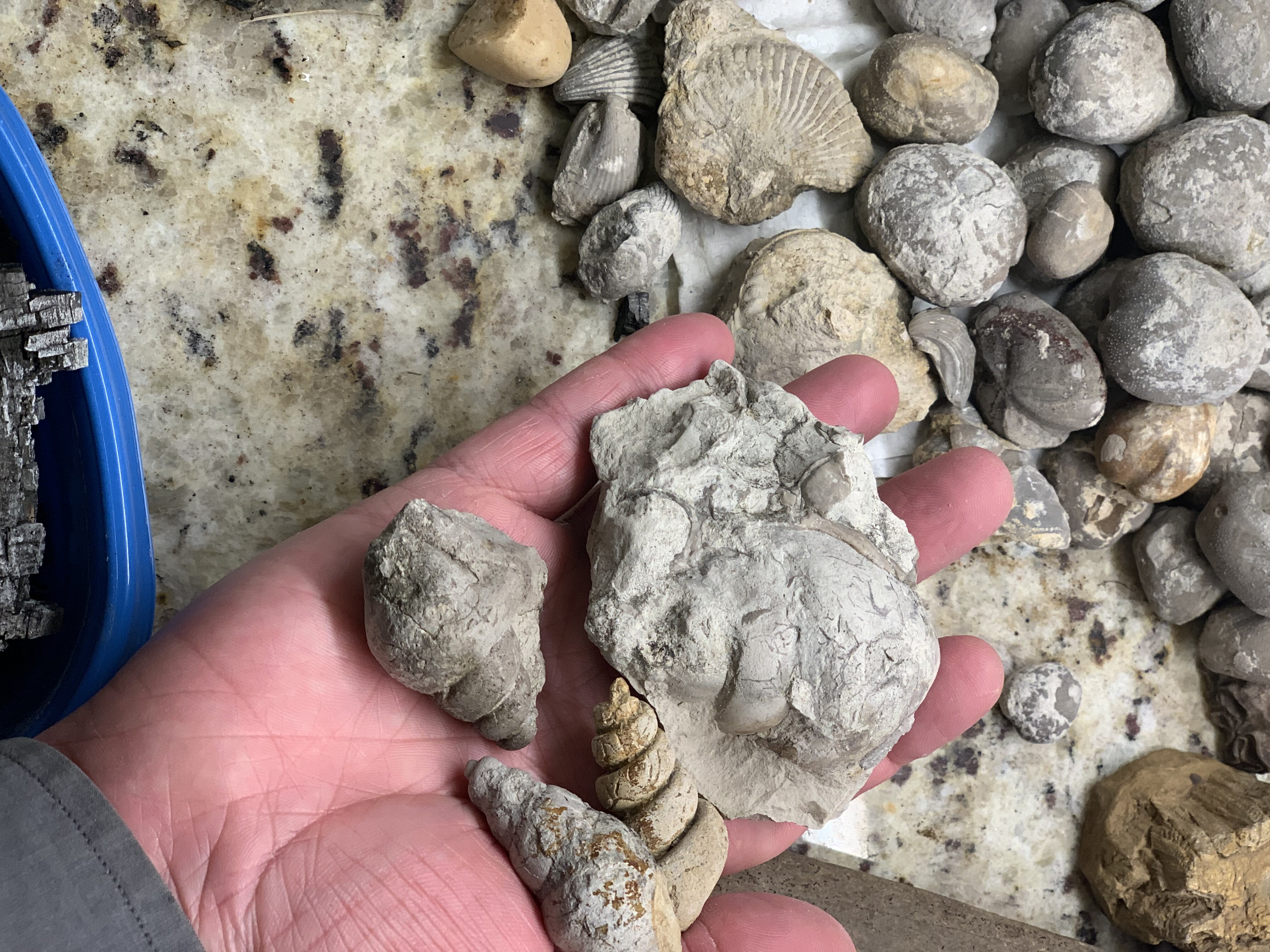 Kiamichi/Goodland (?) echinoids,oxytropidoceras&gastropods - Fossil ...