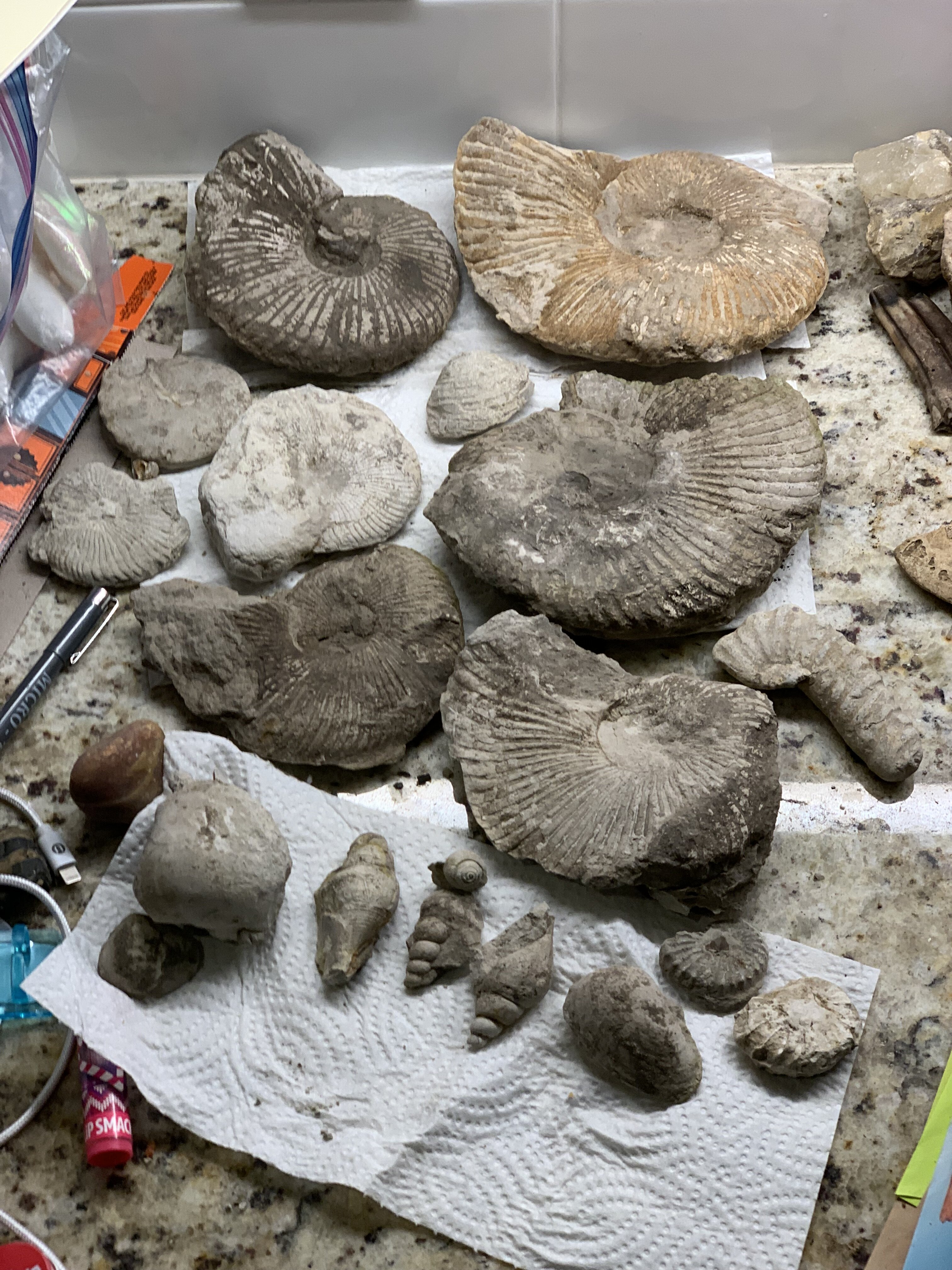 Kiamichi/Goodland (?) echinoids,oxytropidoceras&gastropods - Fossil ...