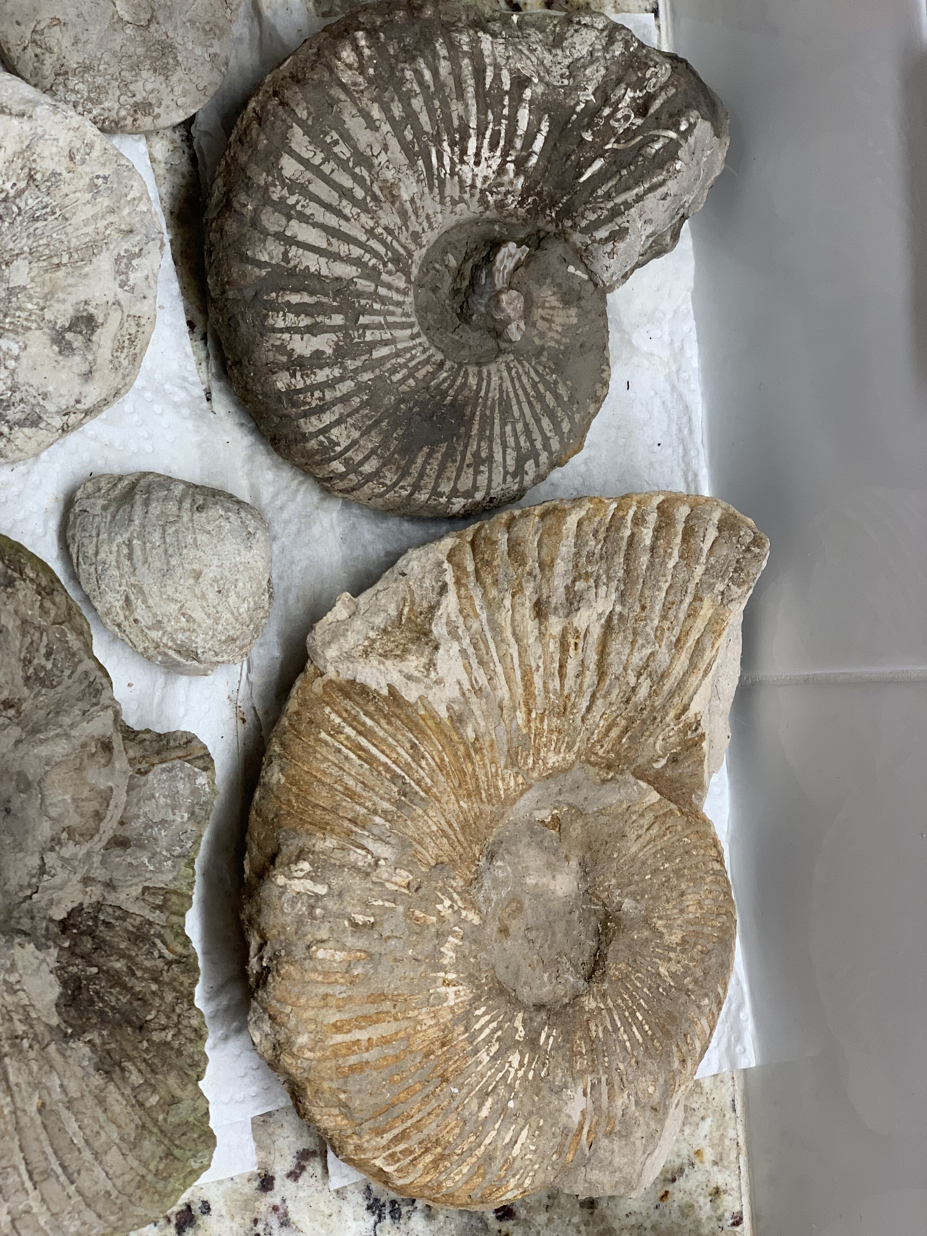 Kiamichi/Goodland (?) echinoids,oxytropidoceras&gastropods - Fossil ...