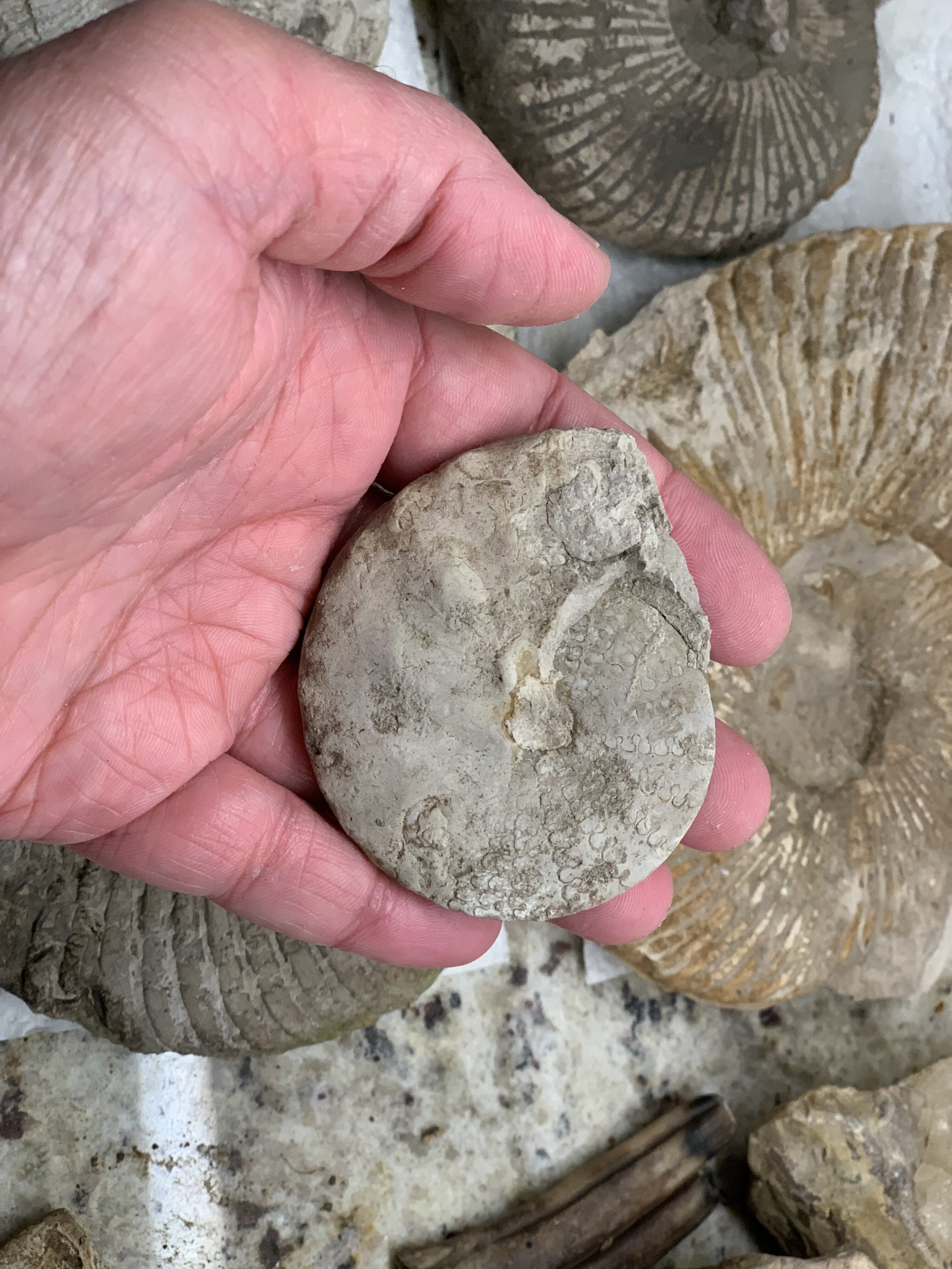 Kiamichi/Goodland (?) echinoids,oxytropidoceras&gastropods - Fossil ...