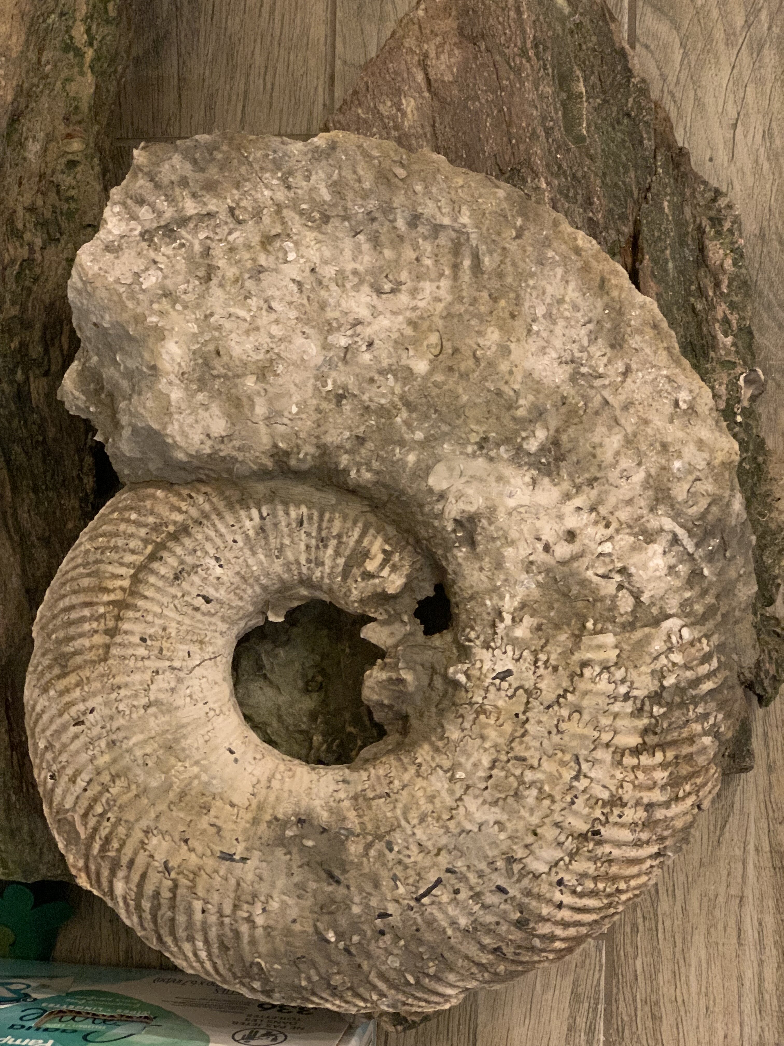 Kiamichi/Goodland (?) echinoids,oxytropidoceras&gastropods - Fossil ...