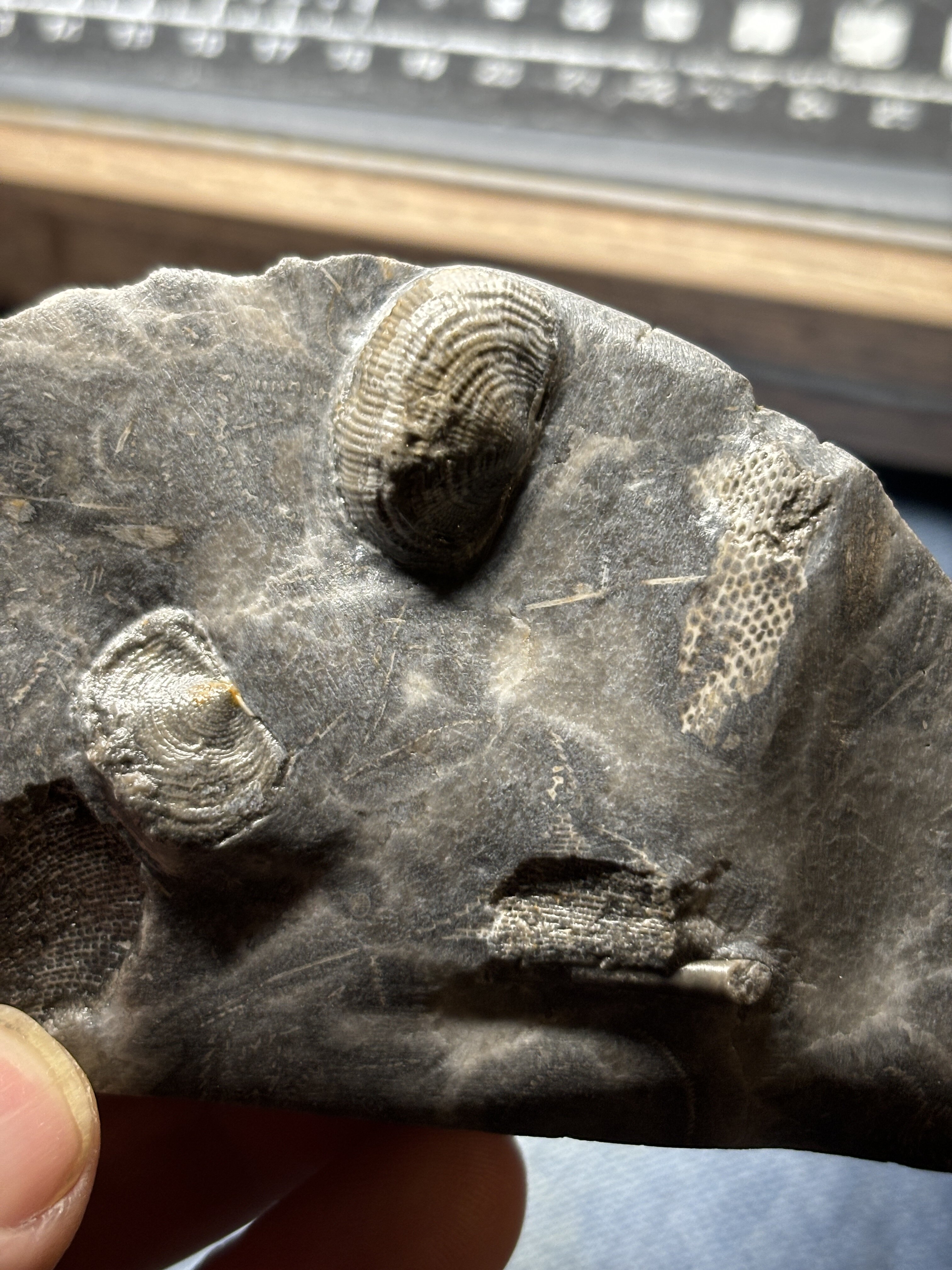 Several fossils in one stone - Fossil ID - The Fossil Forum