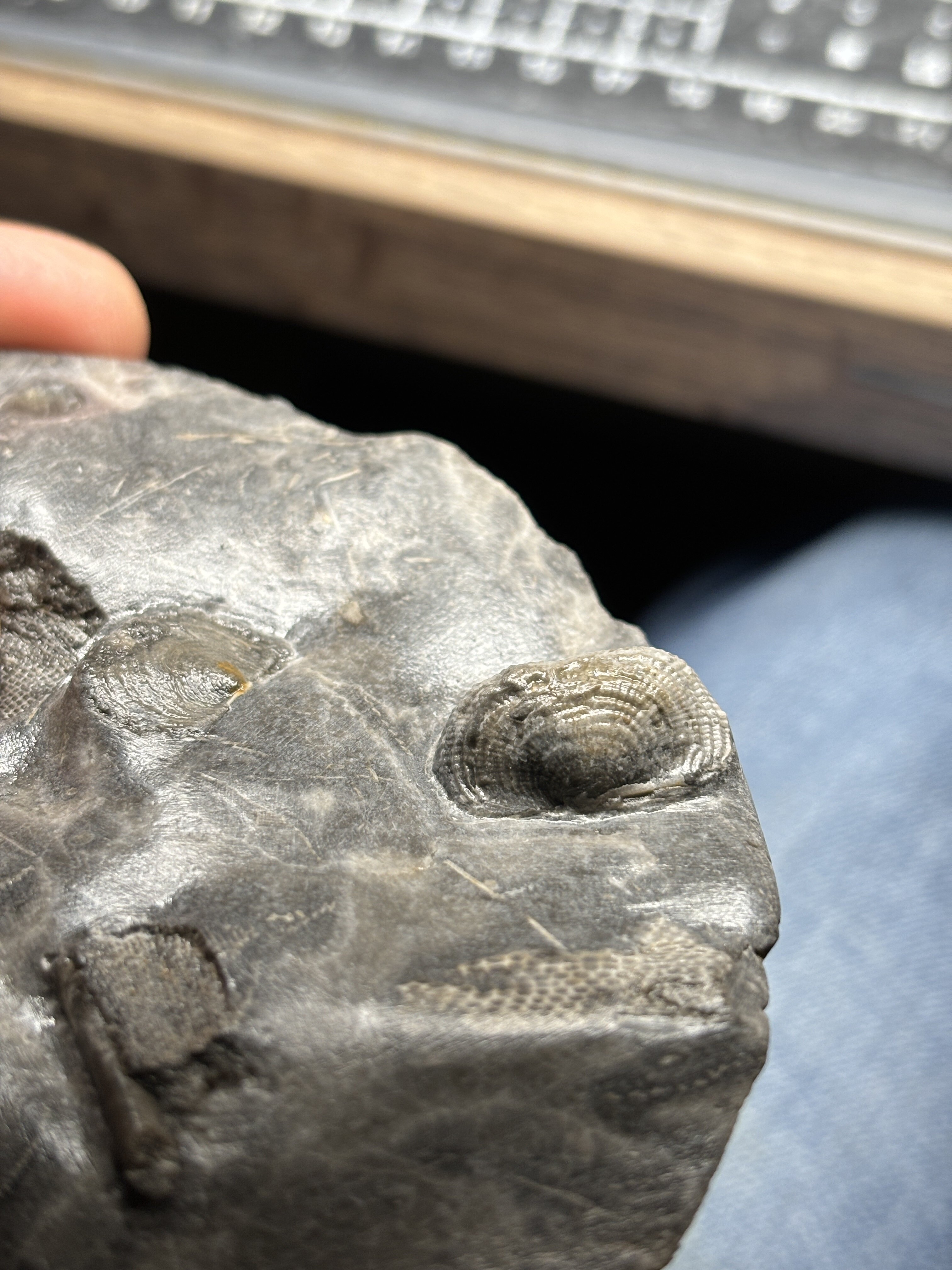 Several fossils in one stone - Fossil ID - The Fossil Forum