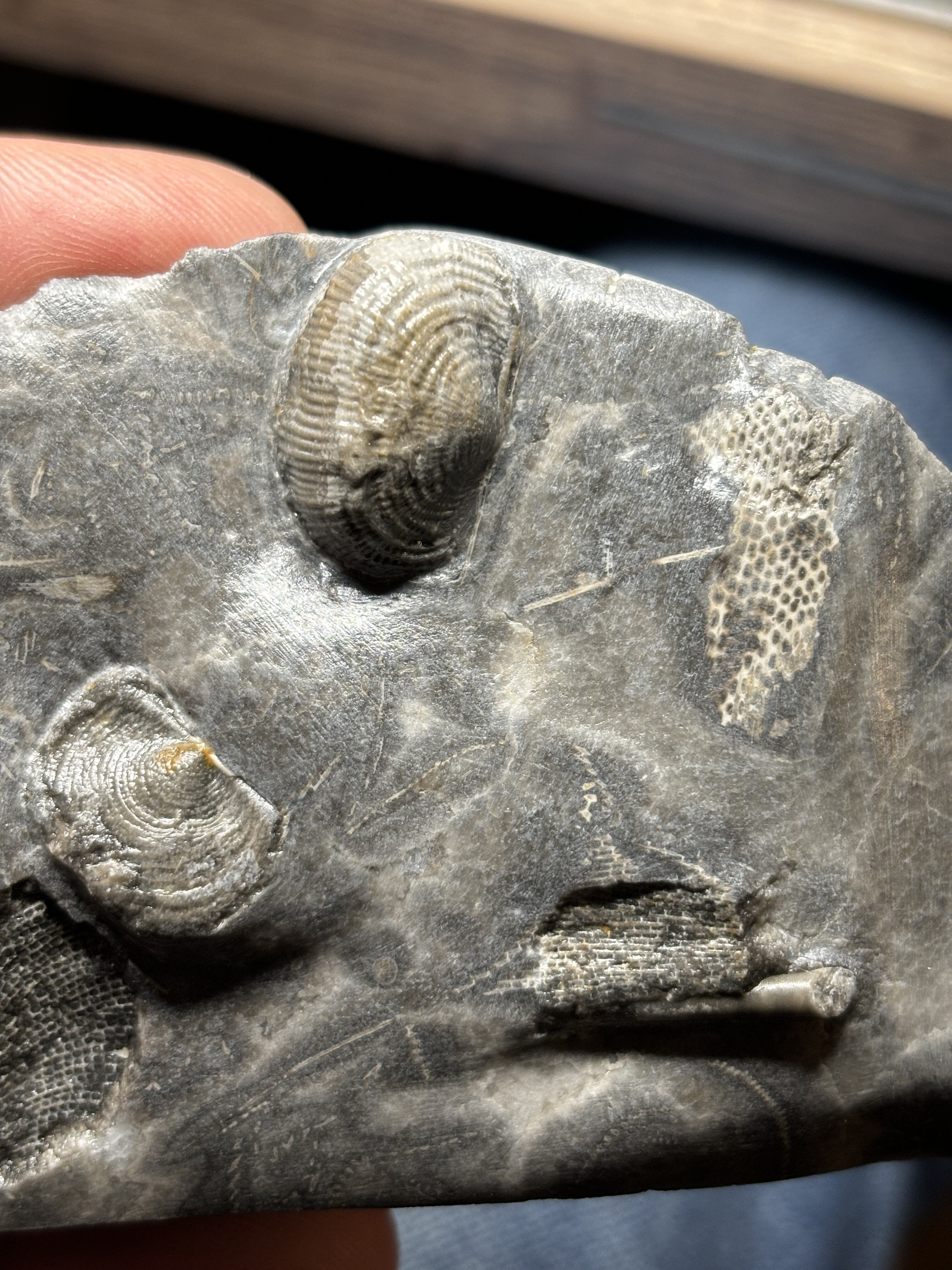 Several fossils in one stone - Fossil ID - The Fossil Forum