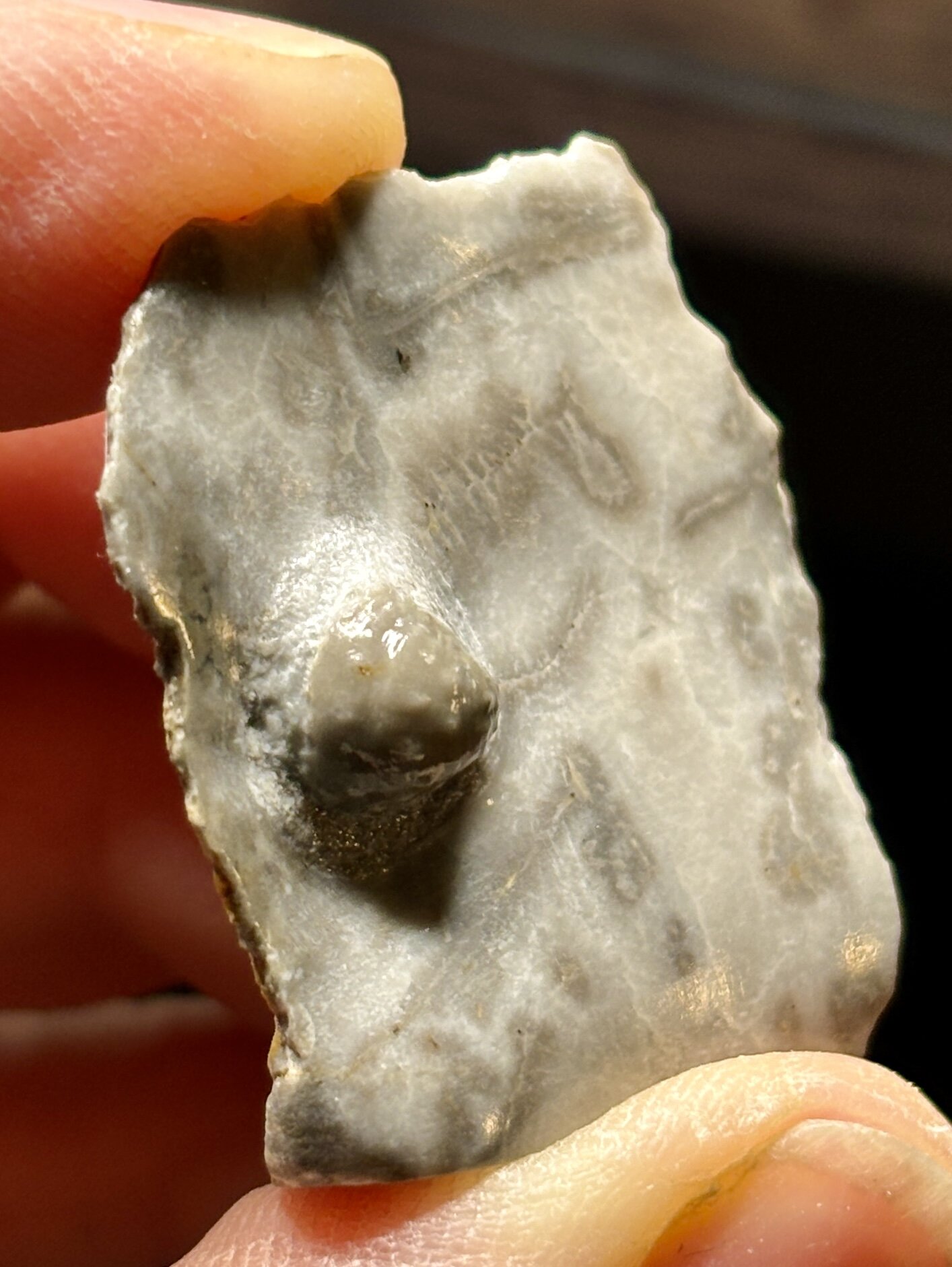 Bumpy brachiopod ? - Fossil ID - The Fossil Forum