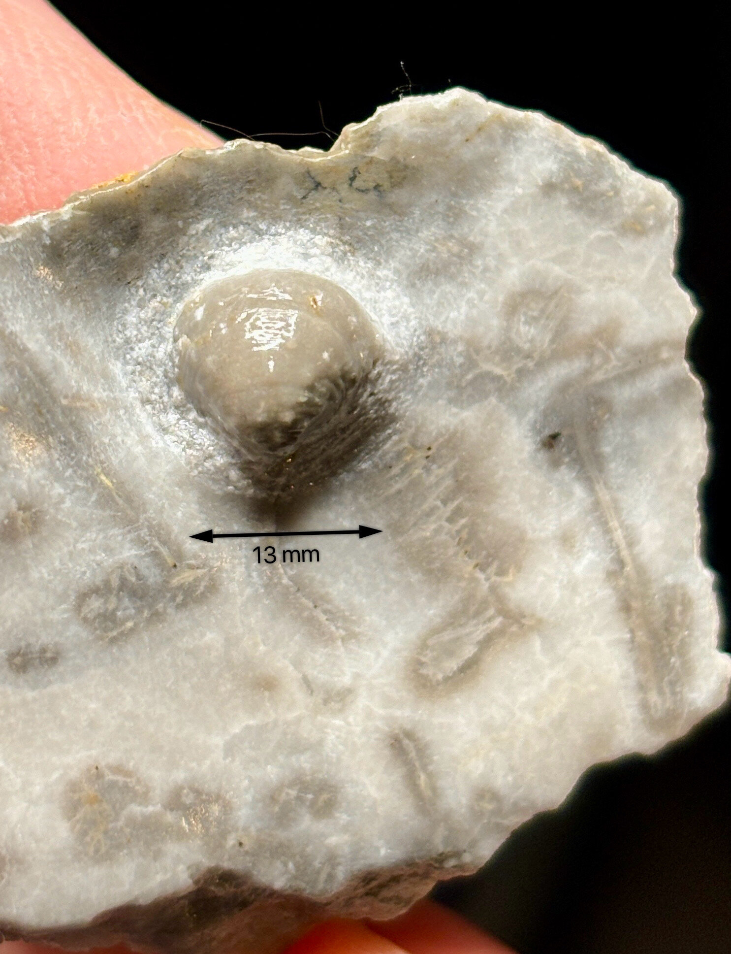 Bumpy brachiopod ? - Fossil ID - The Fossil Forum