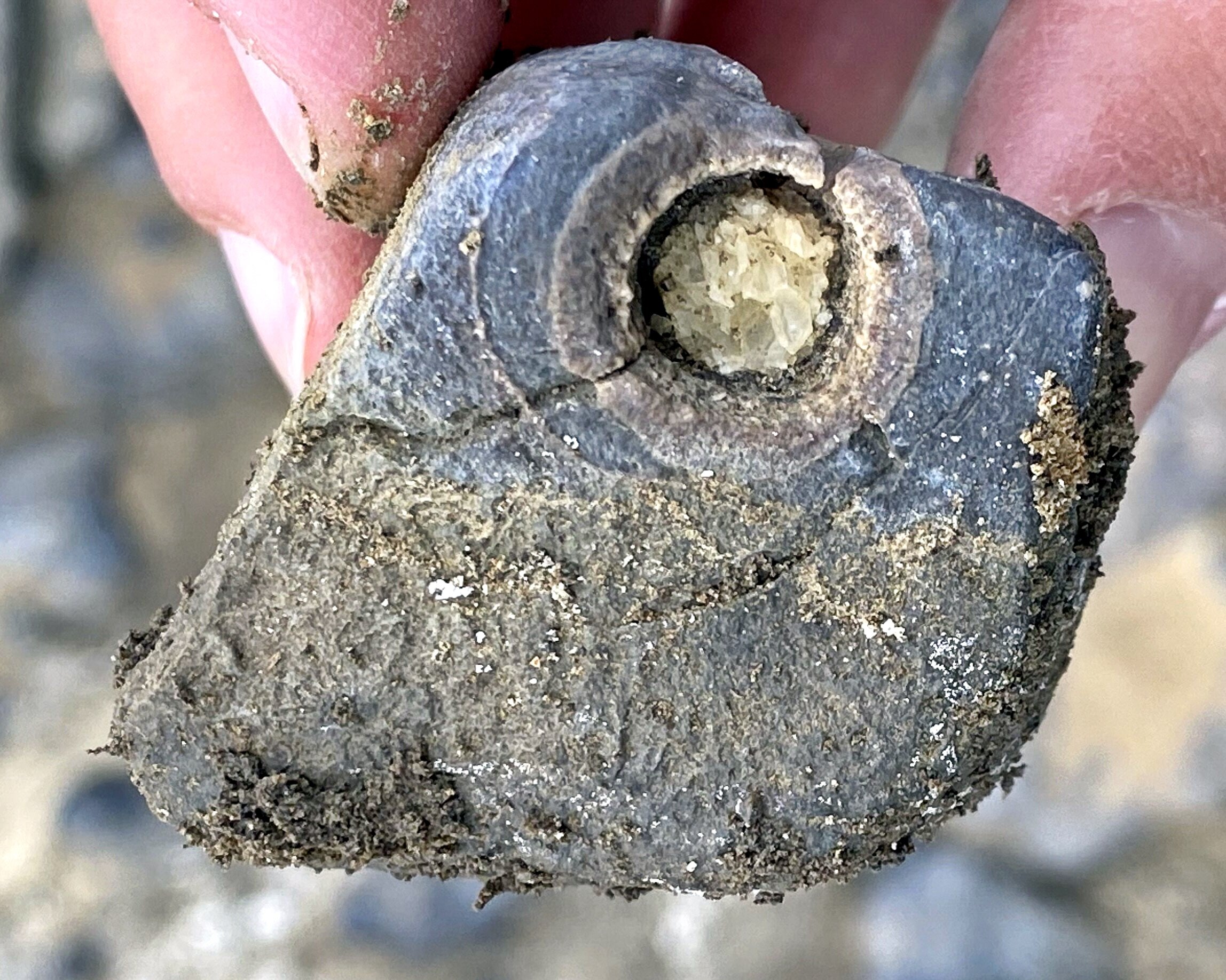Found a fossilized bone in Antarctica? - Fossil ID - The Fossil Forum