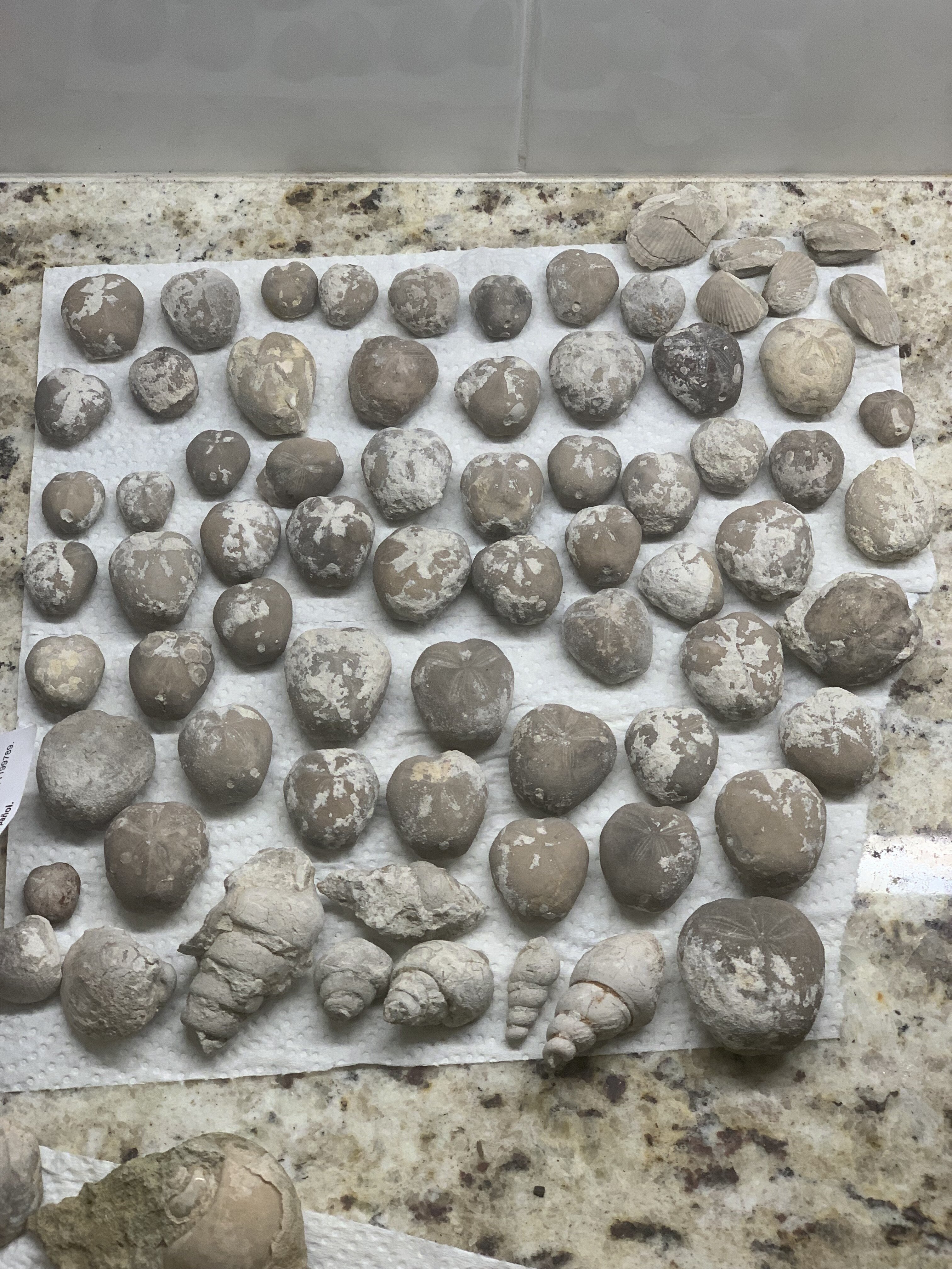 Goodland echinoids and gastropods-Ft Worth TX - Fossil Hunting Trips ...