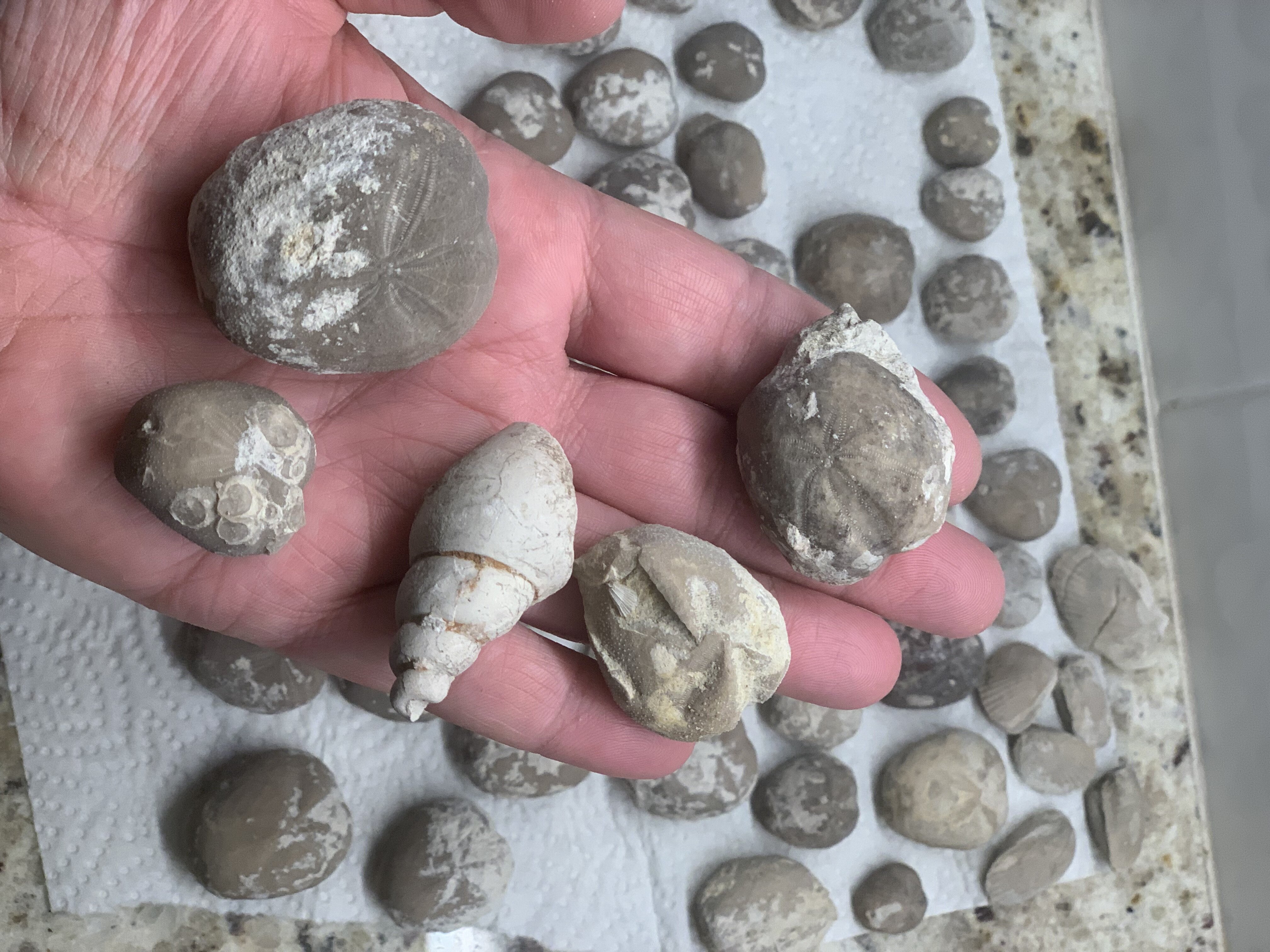 Goodland echinoids and gastropods-Ft Worth TX - Fossil Hunting Trips ...